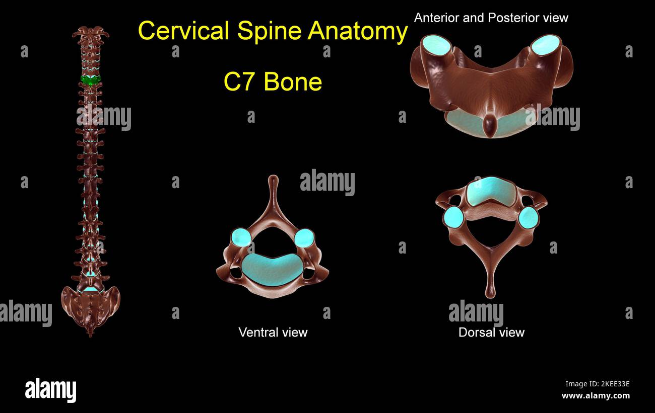 Cervical spine C 7 bone anatomy for medical concept 3D Illustration ...