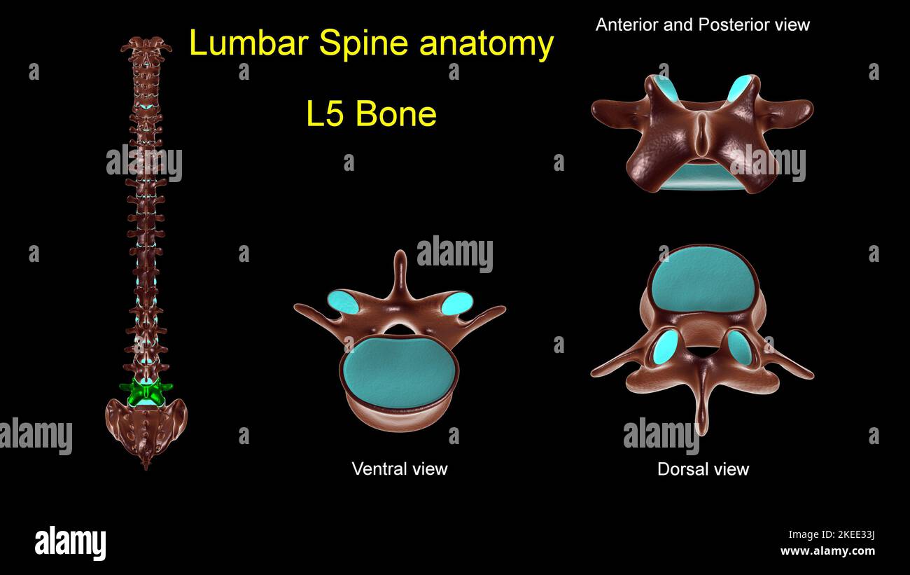 Lumbar spine L 5 bone anatomy for medical concept 3D Illustration with ...