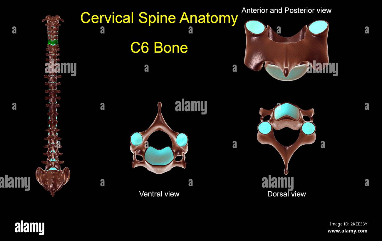Cervical spine C 6 bone anatomy for medical concept 3D Illustration ...