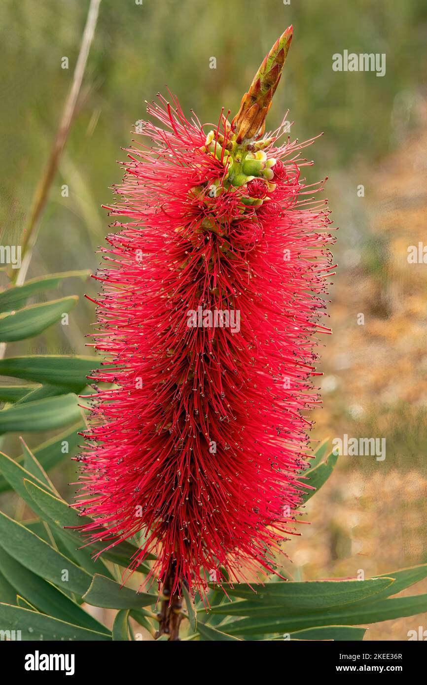 Australian native bottlebrush flower hi-res stock photography and ...
