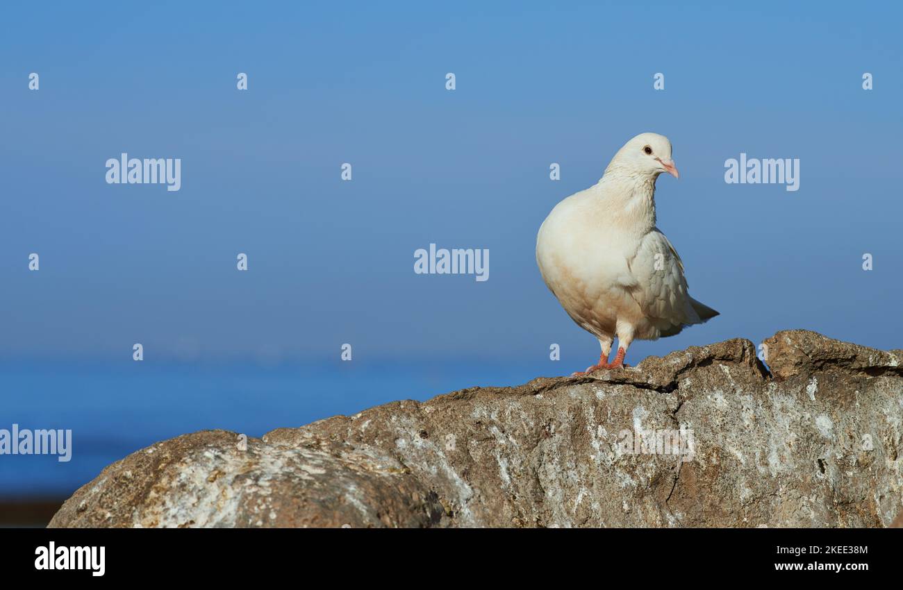 Lovely dove - elegant and beautiful. A dove - elegant and beautiful ...