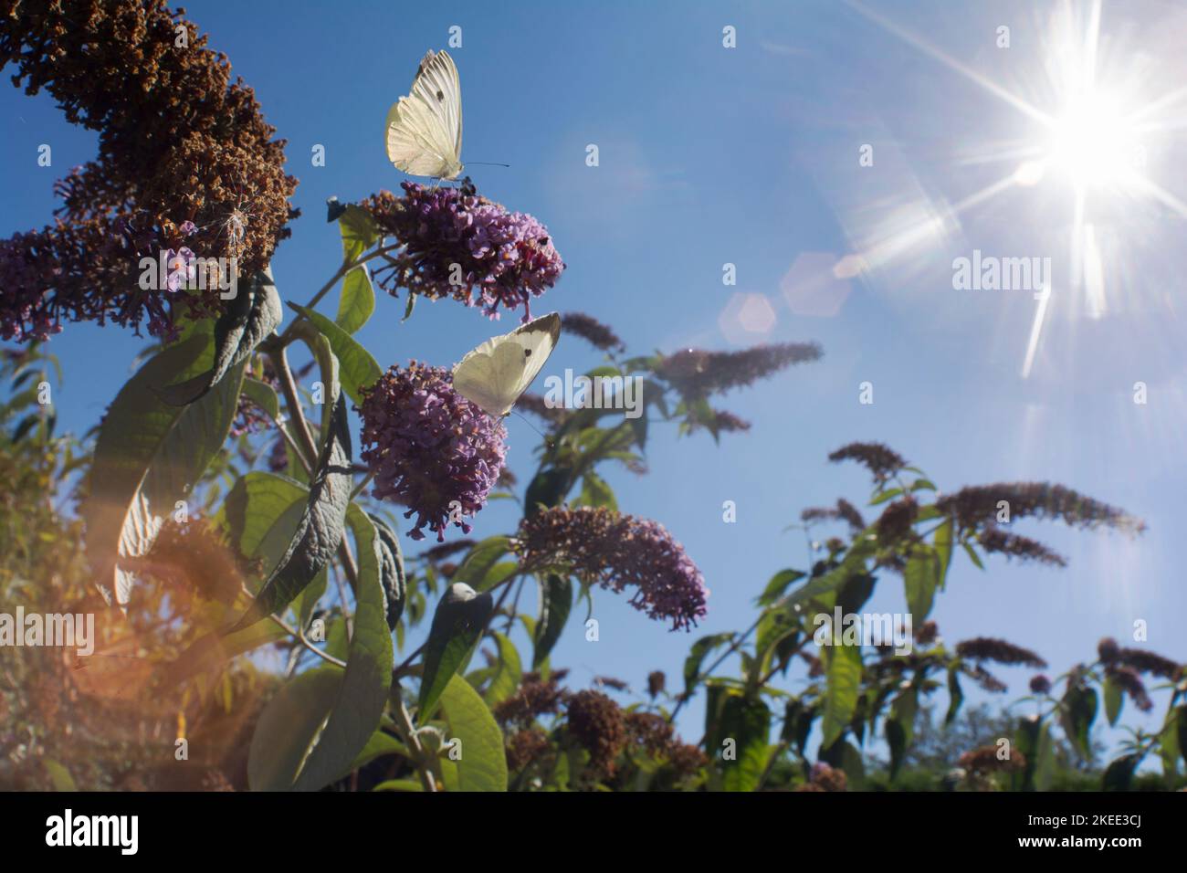 Large white butterflies on mauve buddleia bush Stock Photo - Alamy