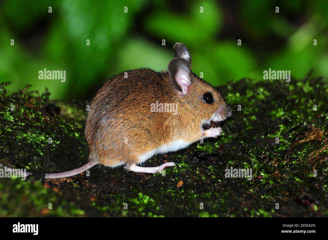 Woodmouse photograph hi-res stock photography and images - Alamy