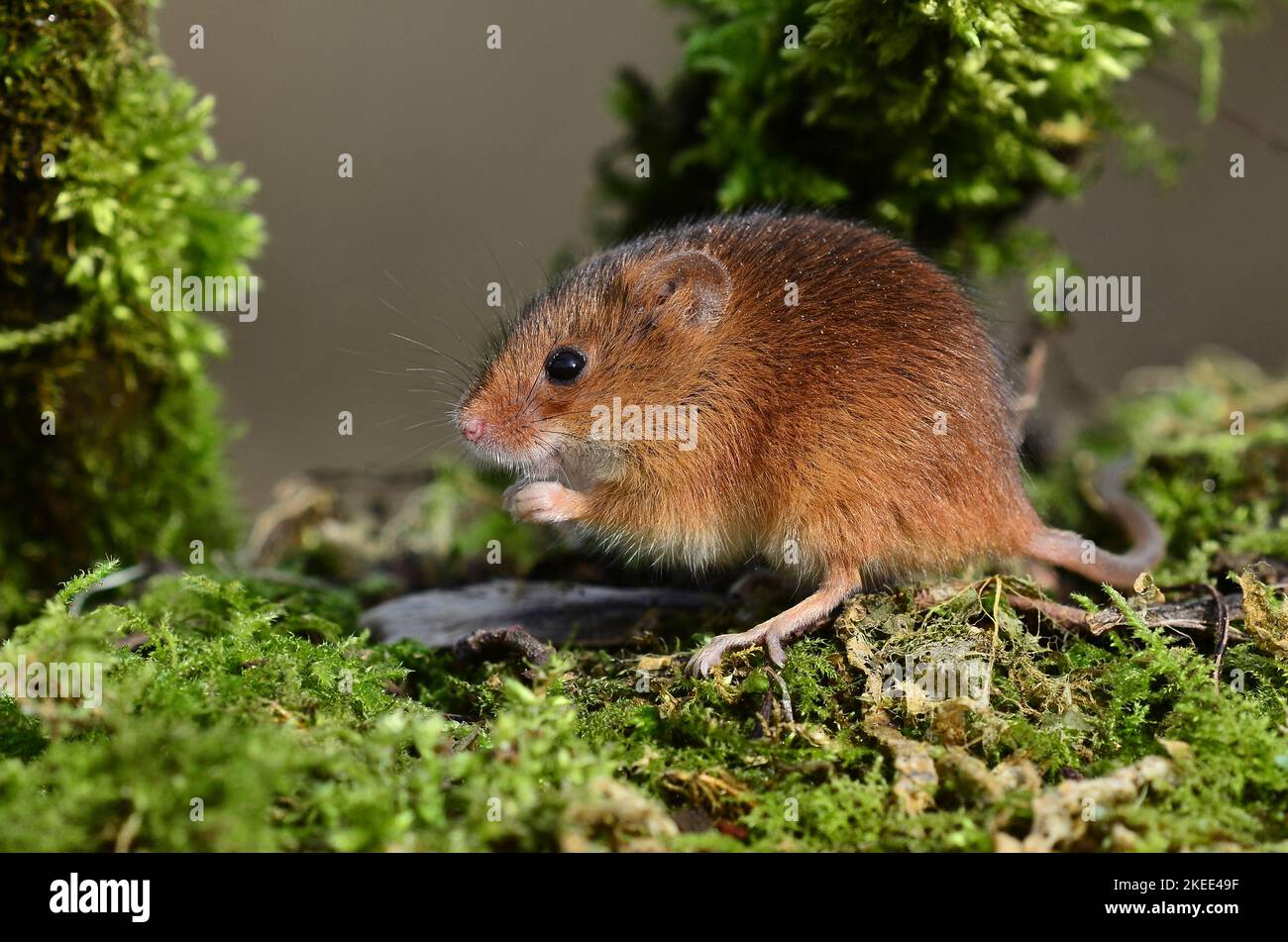 adult harvest mouse active during daylight hours Stock Photo - Alamy