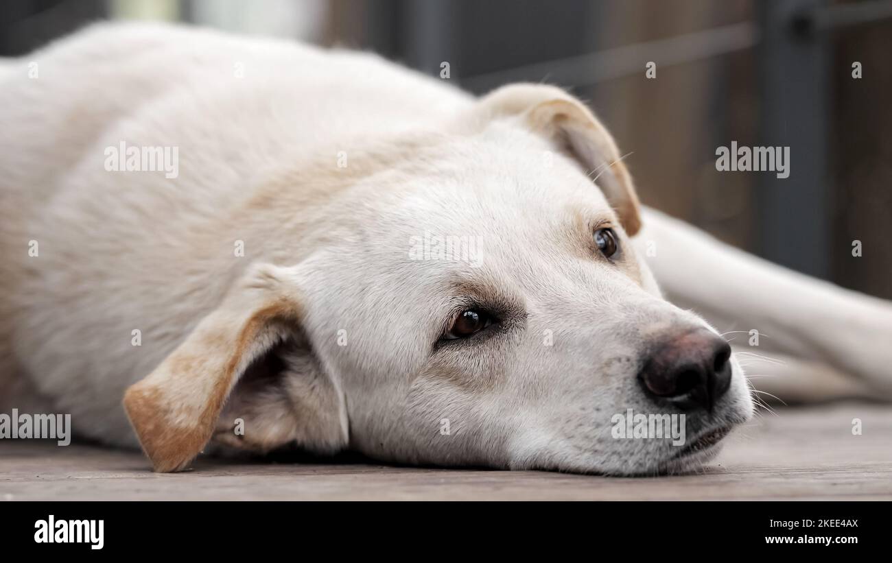 Sad dog lies on side on wooden floor waiting for owners Stock Photo - Alamy