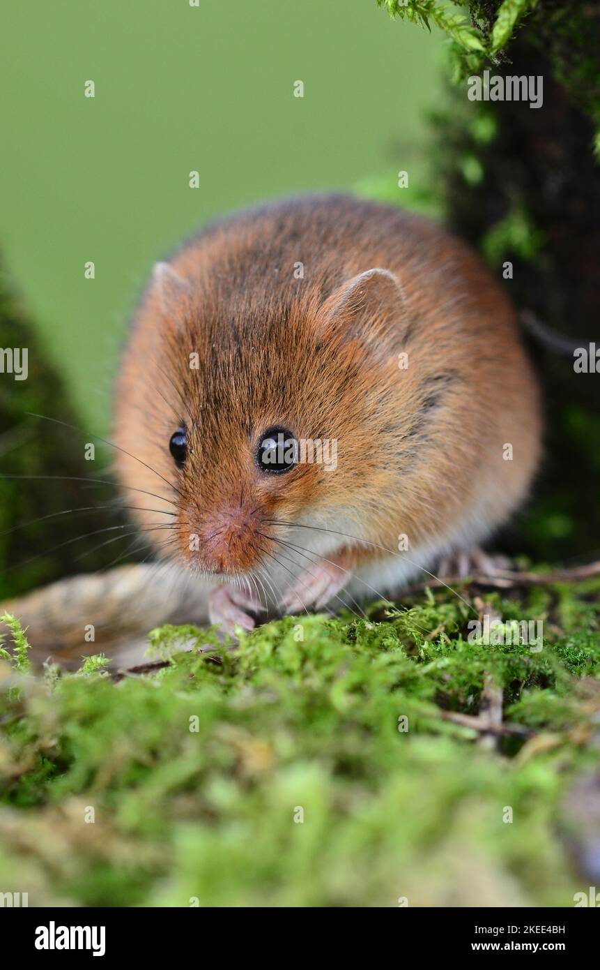 adult harvest mouse active during daylight hours Stock Photo - Alamy
