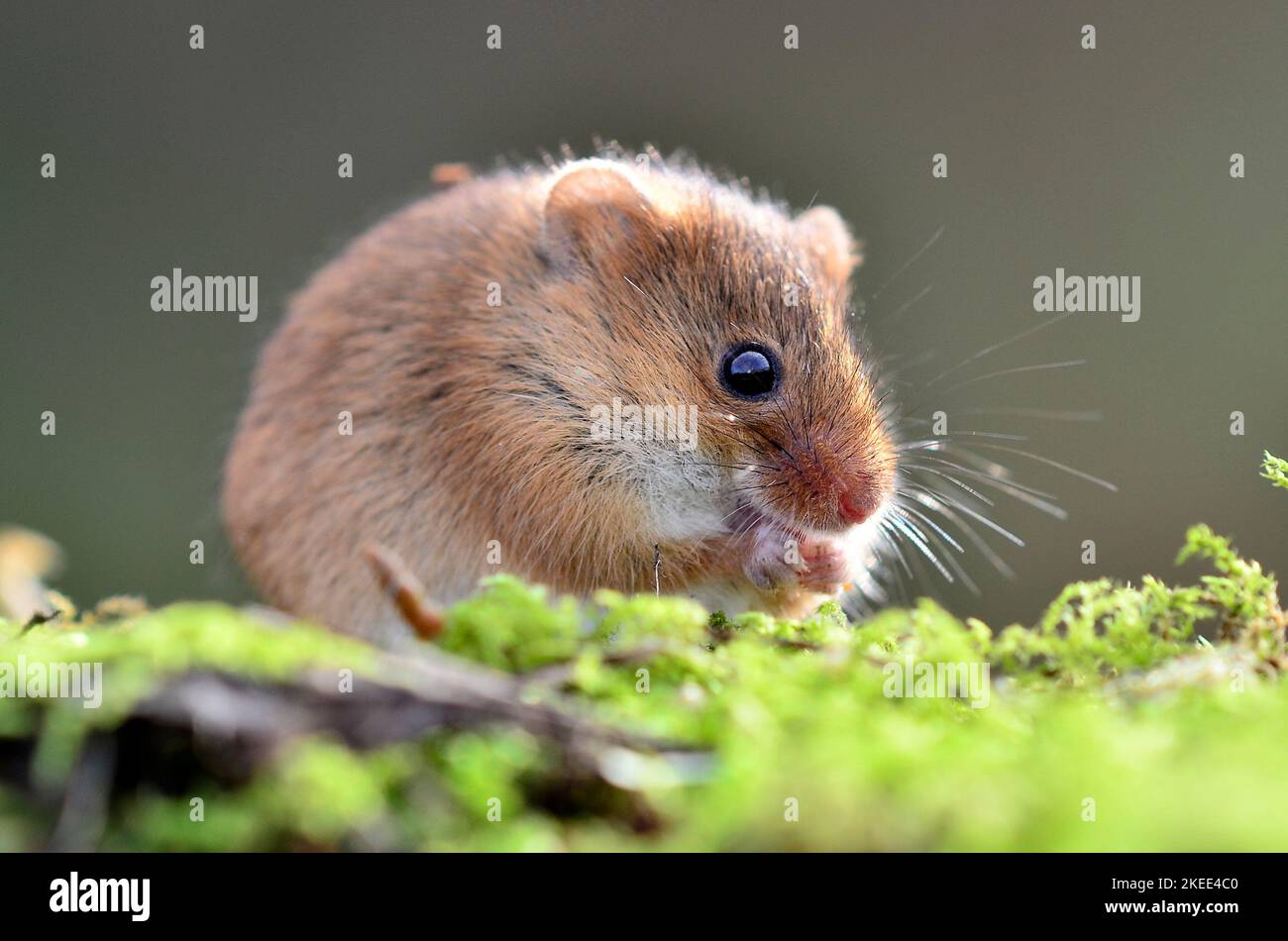 adult harvest mouse active during daylight hours Stock Photo - Alamy