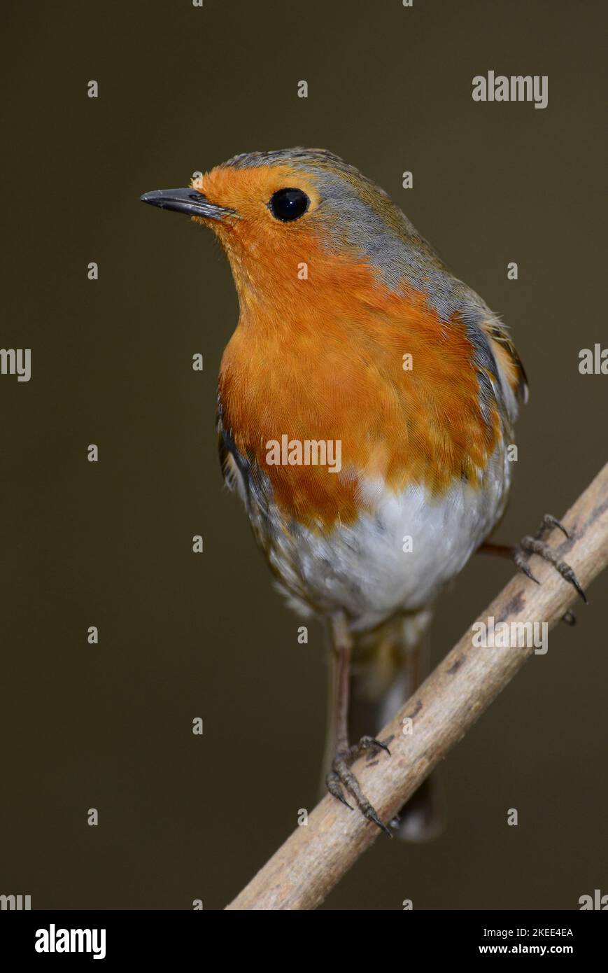 Robin at rest hi-res stock photography and images - Alamy