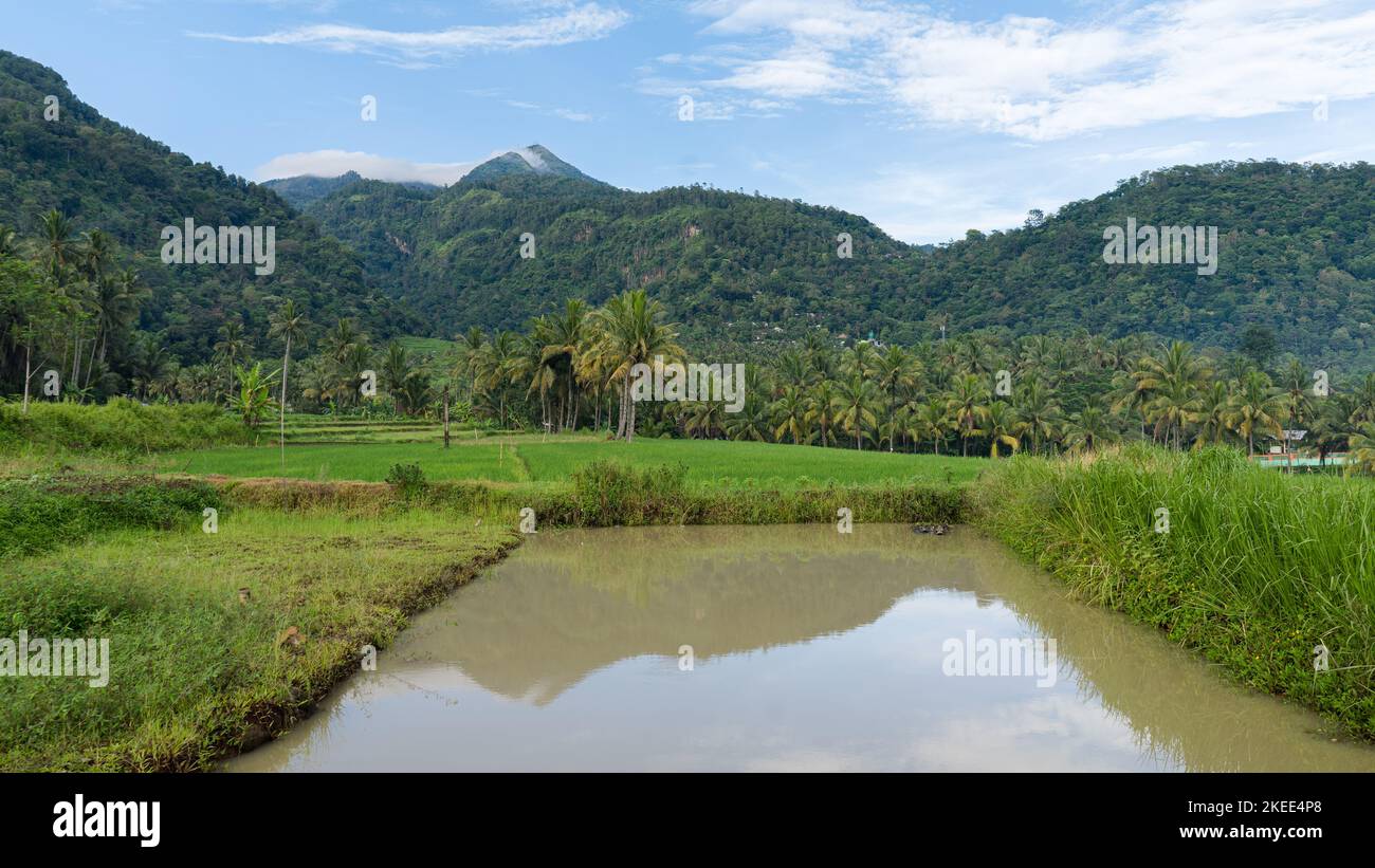 Scenery of Indonesian terrace rice field and Telomoyo mountain in ...