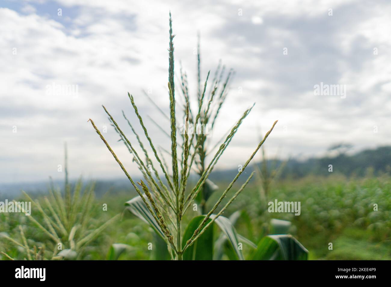 Indonesia agricultural corn plantation (Zea mays) in mountain valley ...