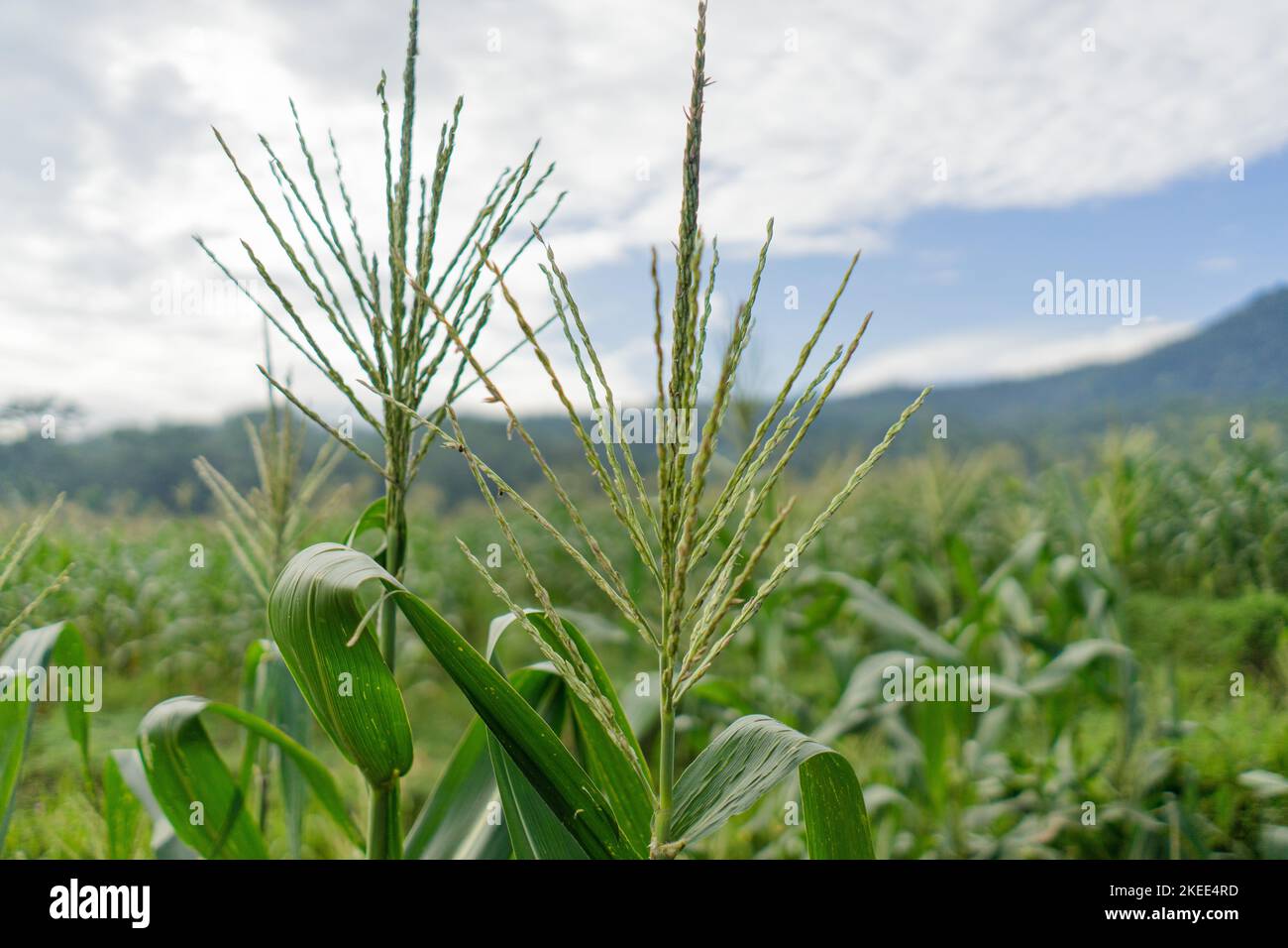 Indonesia agricultural corn plantation (Zea mays) in mountain valley ...