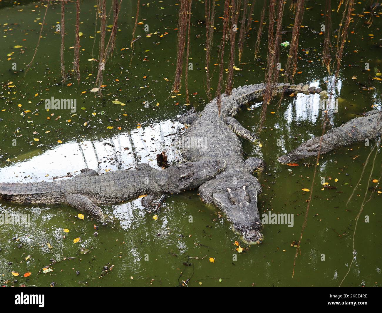 two crocodiles resting in a lake vietnam Stock Photo - Alamy