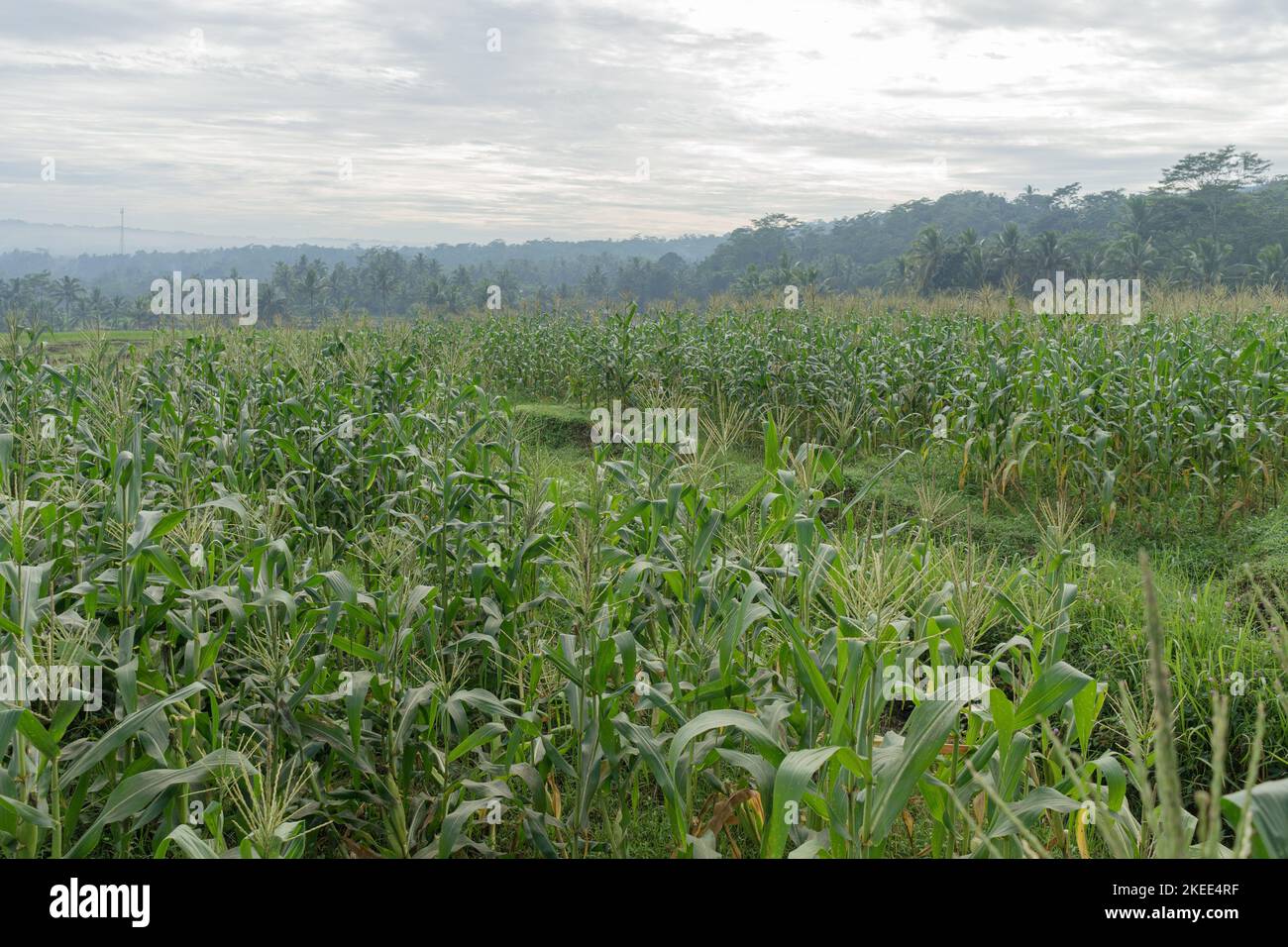 Indonesia agricultural corn plantation (Zea mays) in mountain valley ...