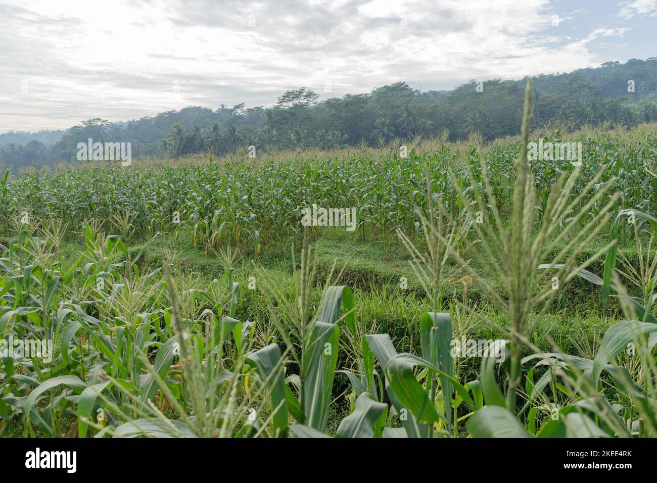 Indonesia agricultural corn plantation (Zea mays) in mountain valley ...