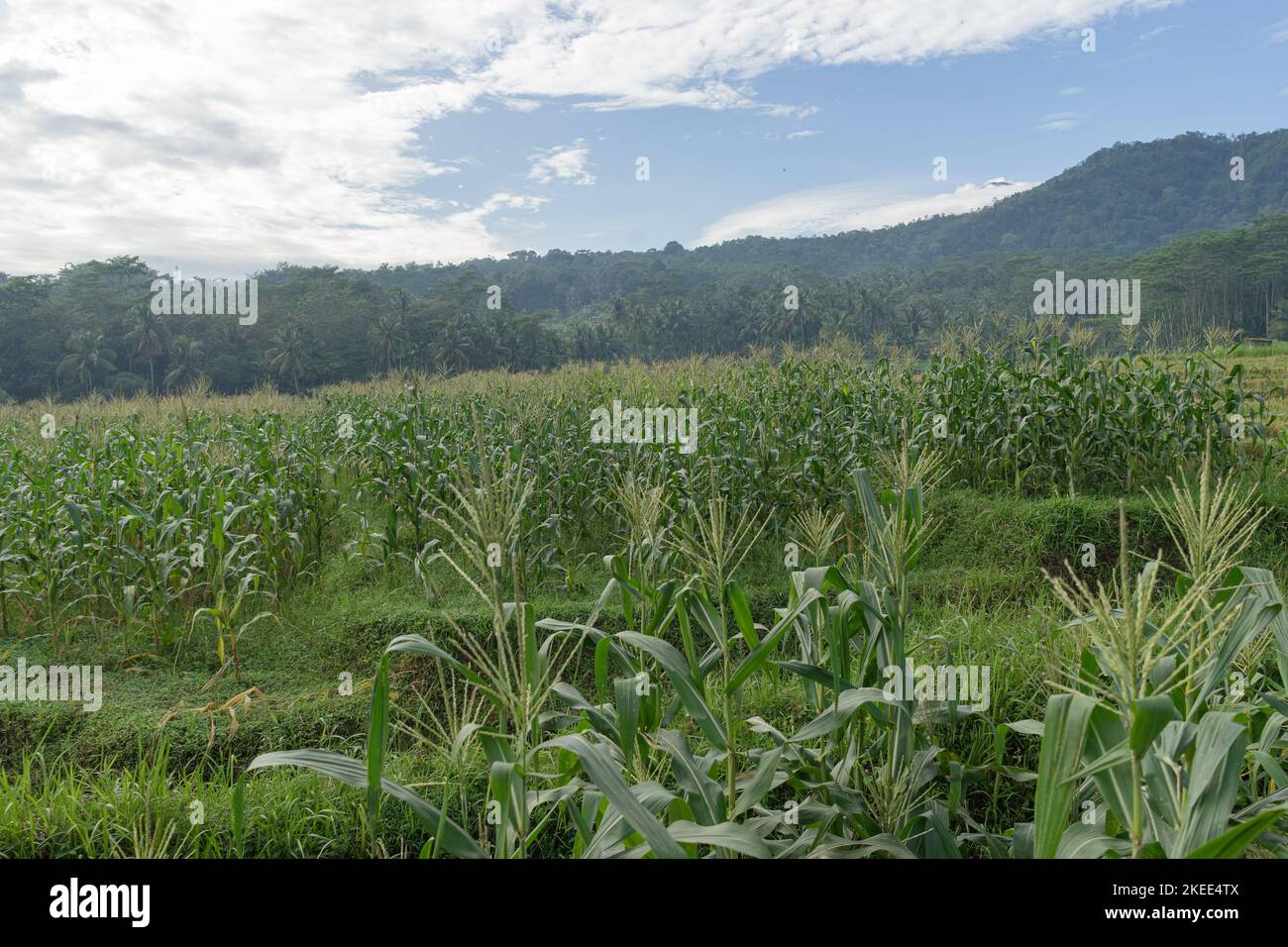 Indonesia agricultural corn plantation (Zea mays) in mountain valley ...