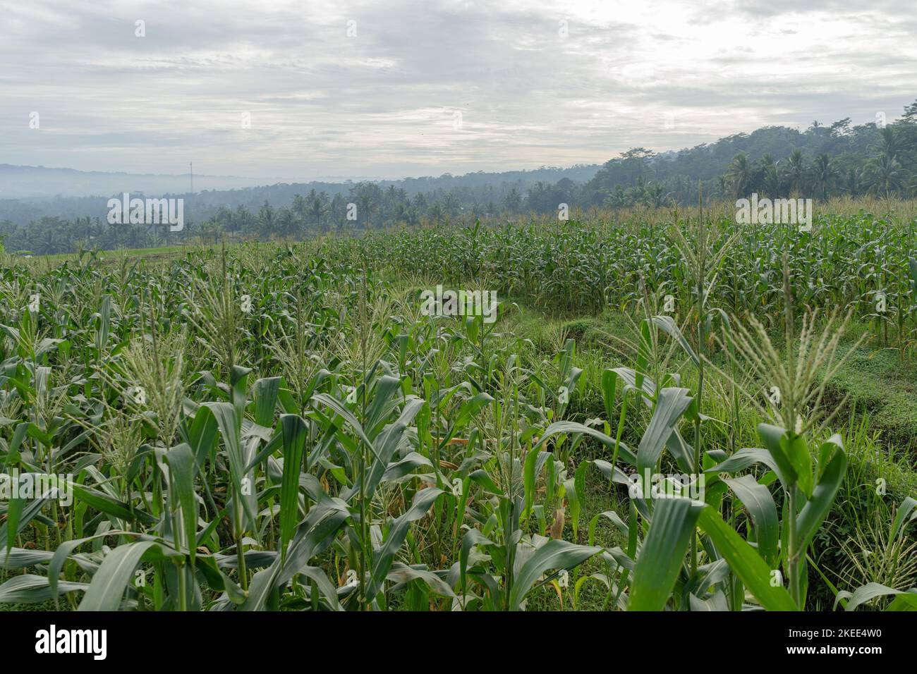 Indonesia agricultural corn plantation (Zea mays) in mountain valley ...