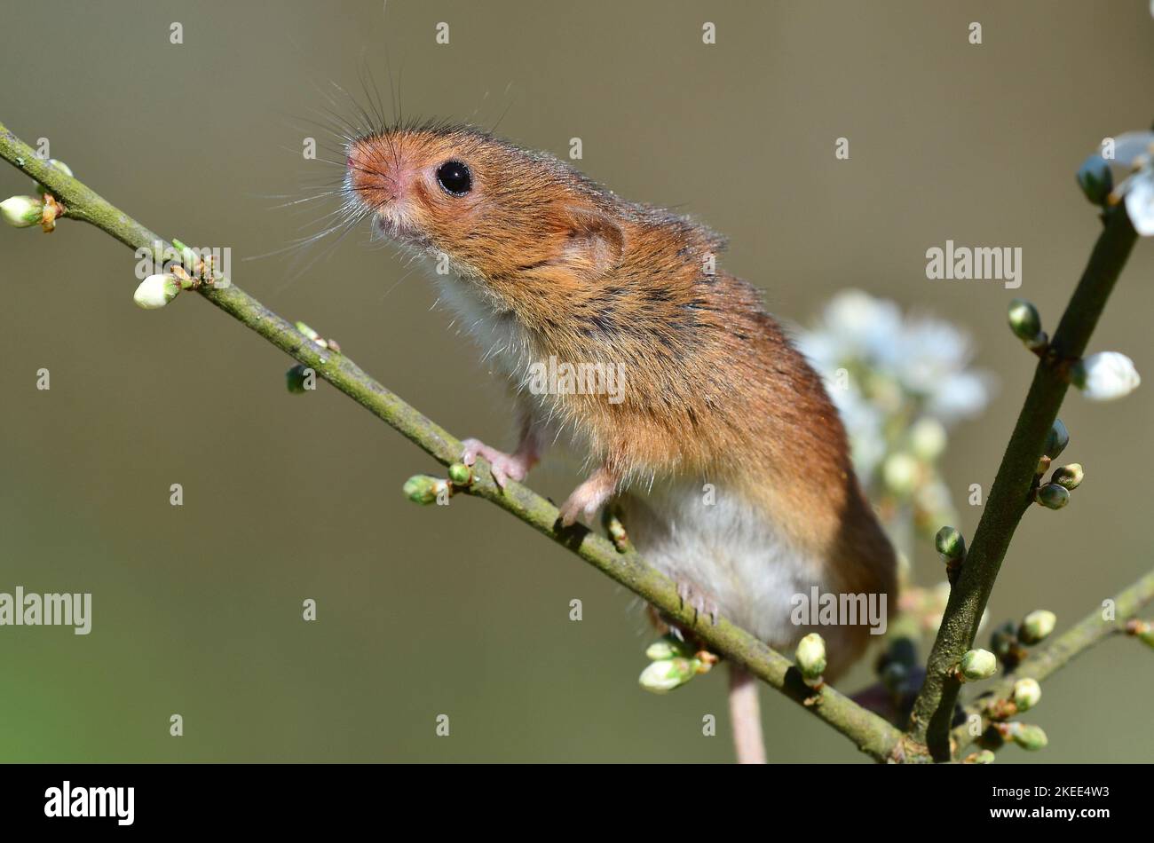 adult harvest mouse active during daylight hours Stock Photo - Alamy