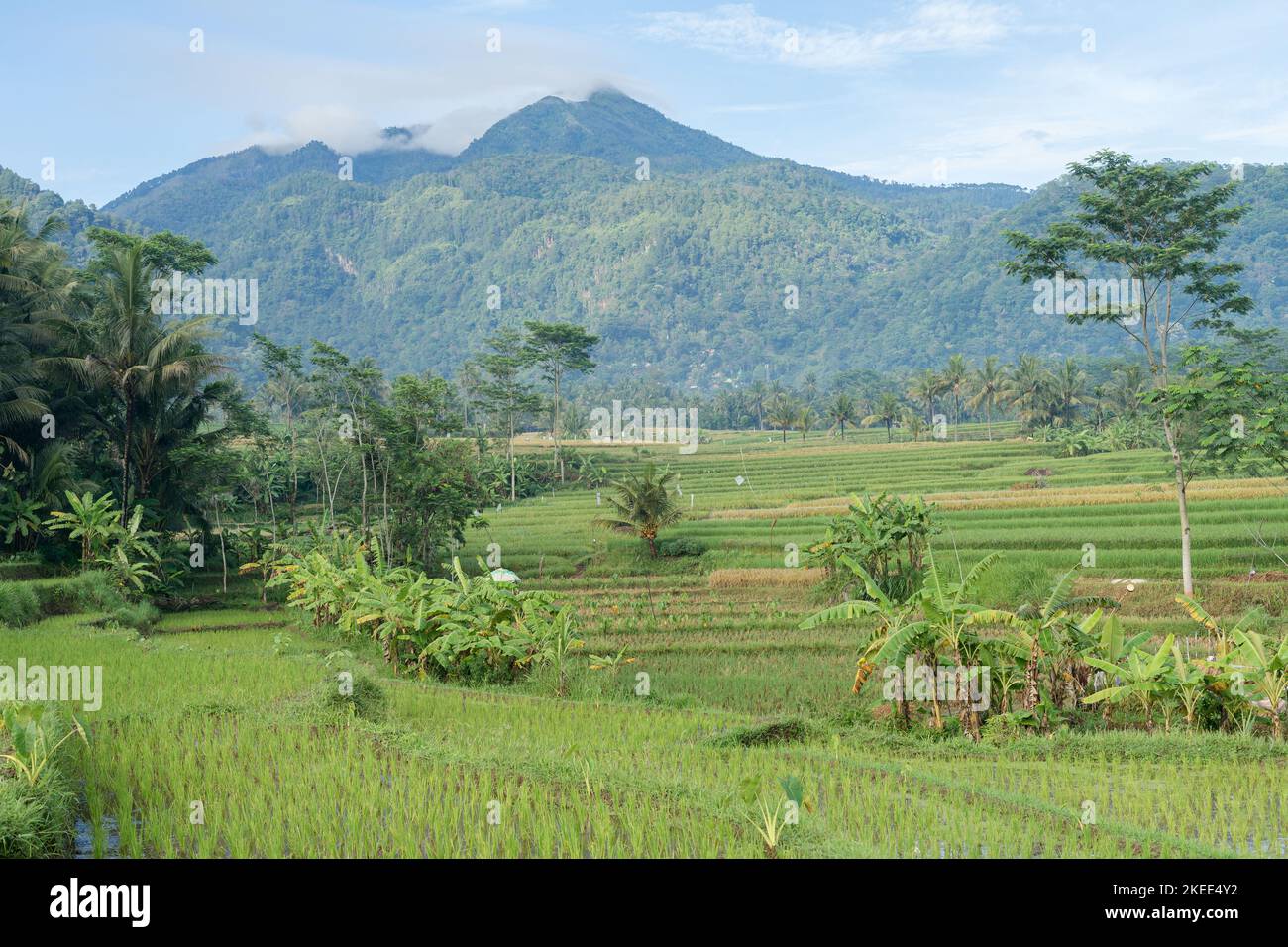 Scenery of Indonesian terrace rice field and Telomoyo mountain in ...