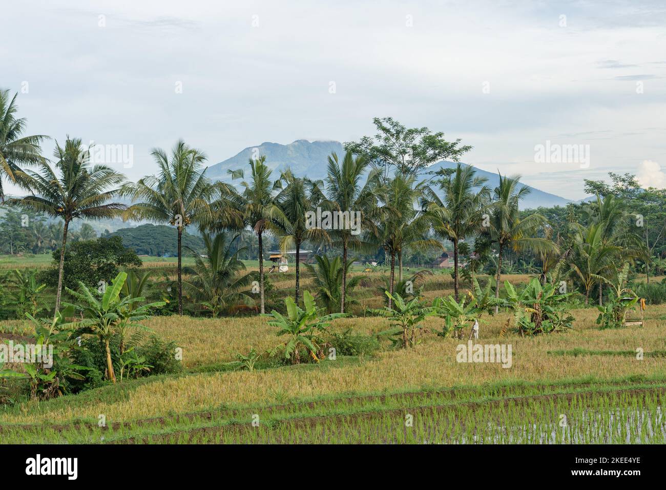 Scenery of Indonesian terrace rice field and Telomoyo mountain in ...