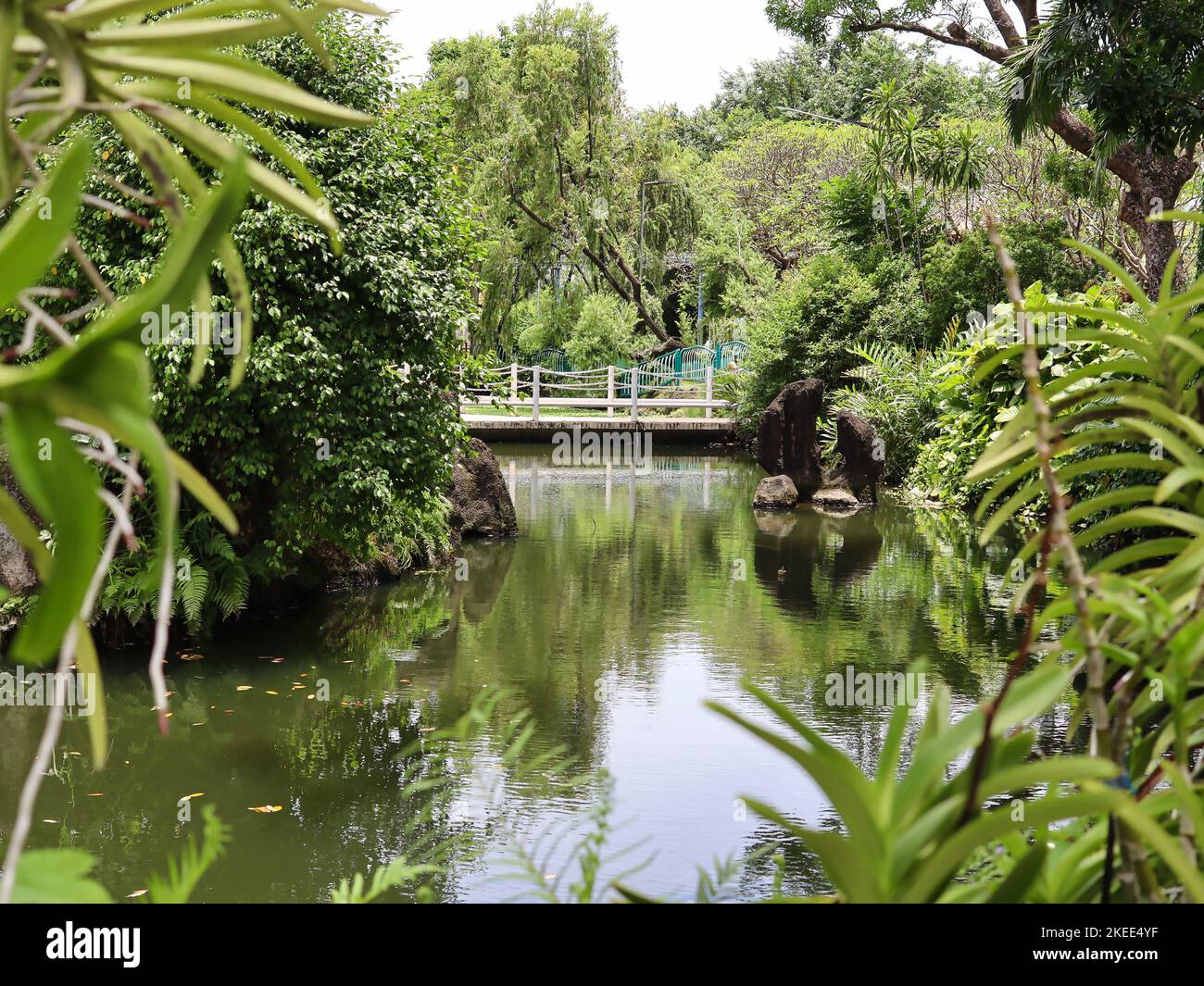 bridge over river in the jungle foliage trees vietnam Stock Photo - Alamy
