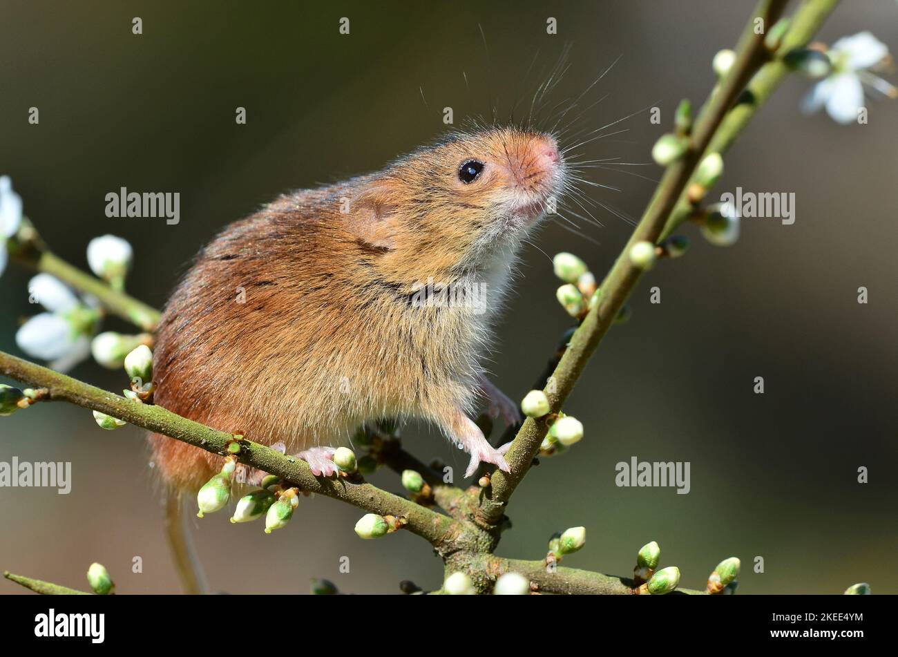 adult harvest mouse active during daylight hours Stock Photo - Alamy