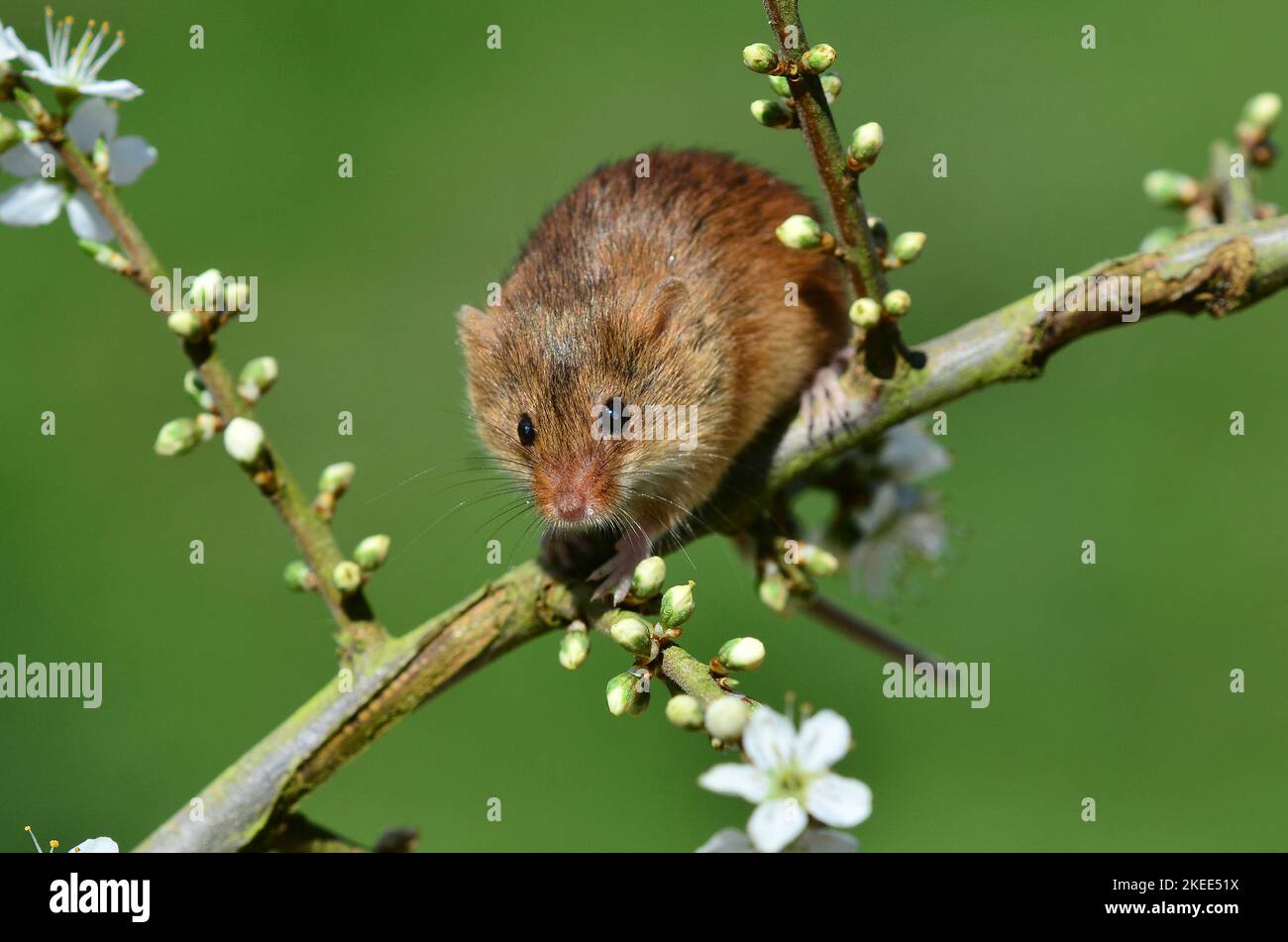 adult harvest mouse active during daylight hours Stock Photo - Alamy
