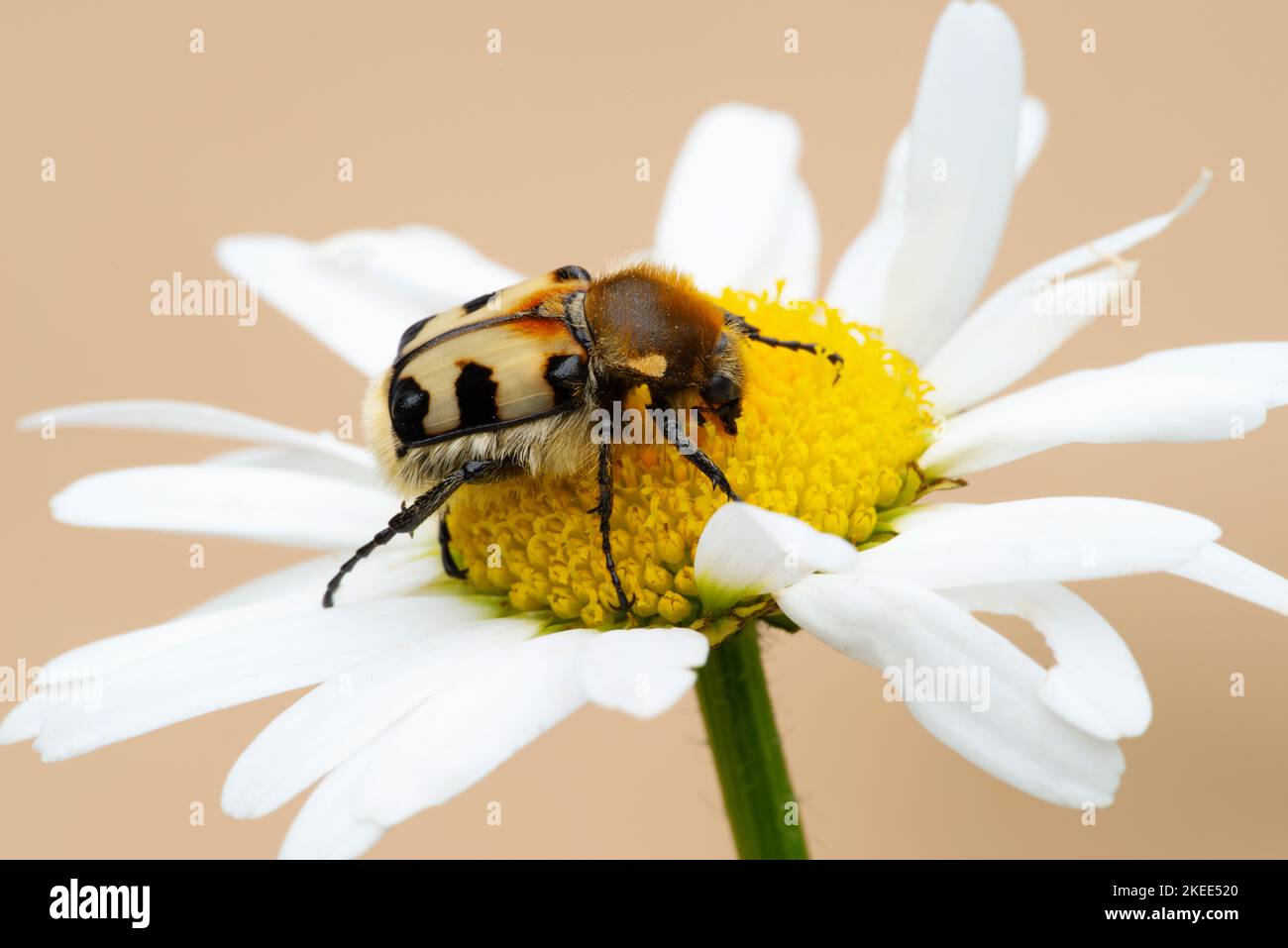 Fluffy black-spotted Bee beetle (Trichius fasciatus) on a flower ...