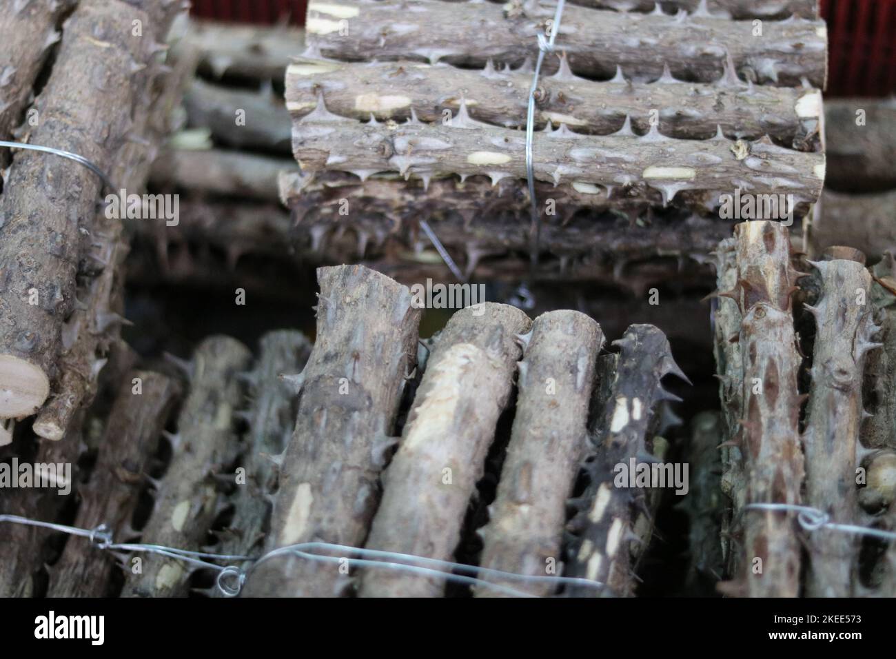 Bundles of rose twigs with thorns on display in market Stock Photo - Alamy