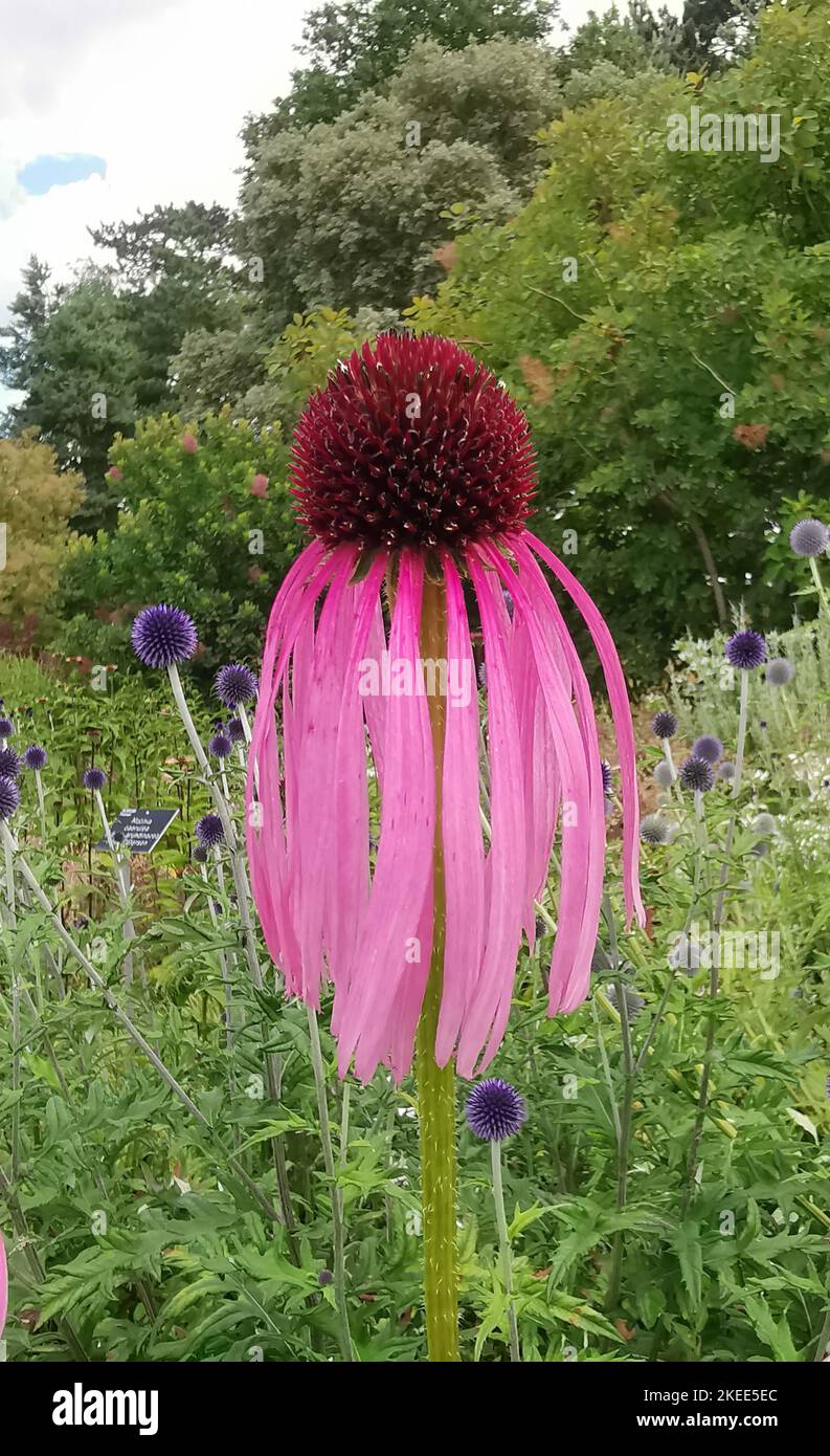 Droopy trees hi-res stock photography and images - Alamy