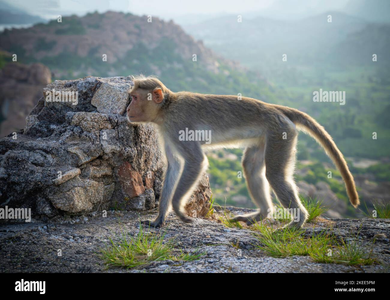 Monkey sunset hampi india hi-res stock photography and images - Alamy