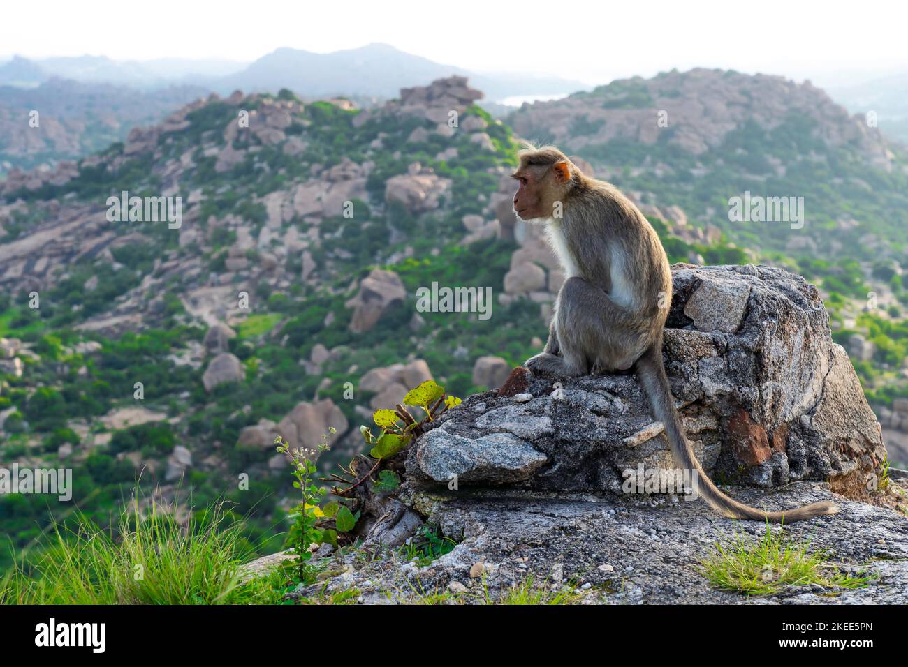 Monkey sunset hampi india hi-res stock photography and images - Alamy