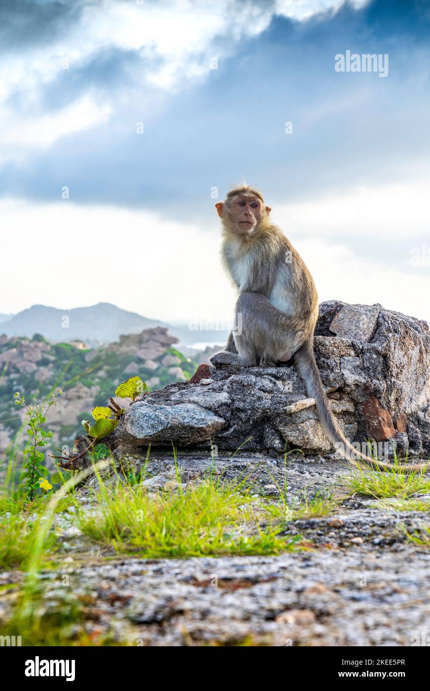 monkeys in hampi Stock Photo - Alamy