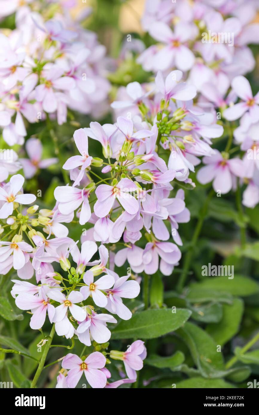 arabis cypria, lengthening raceme of white-to-pink flowers Stock Photo ...