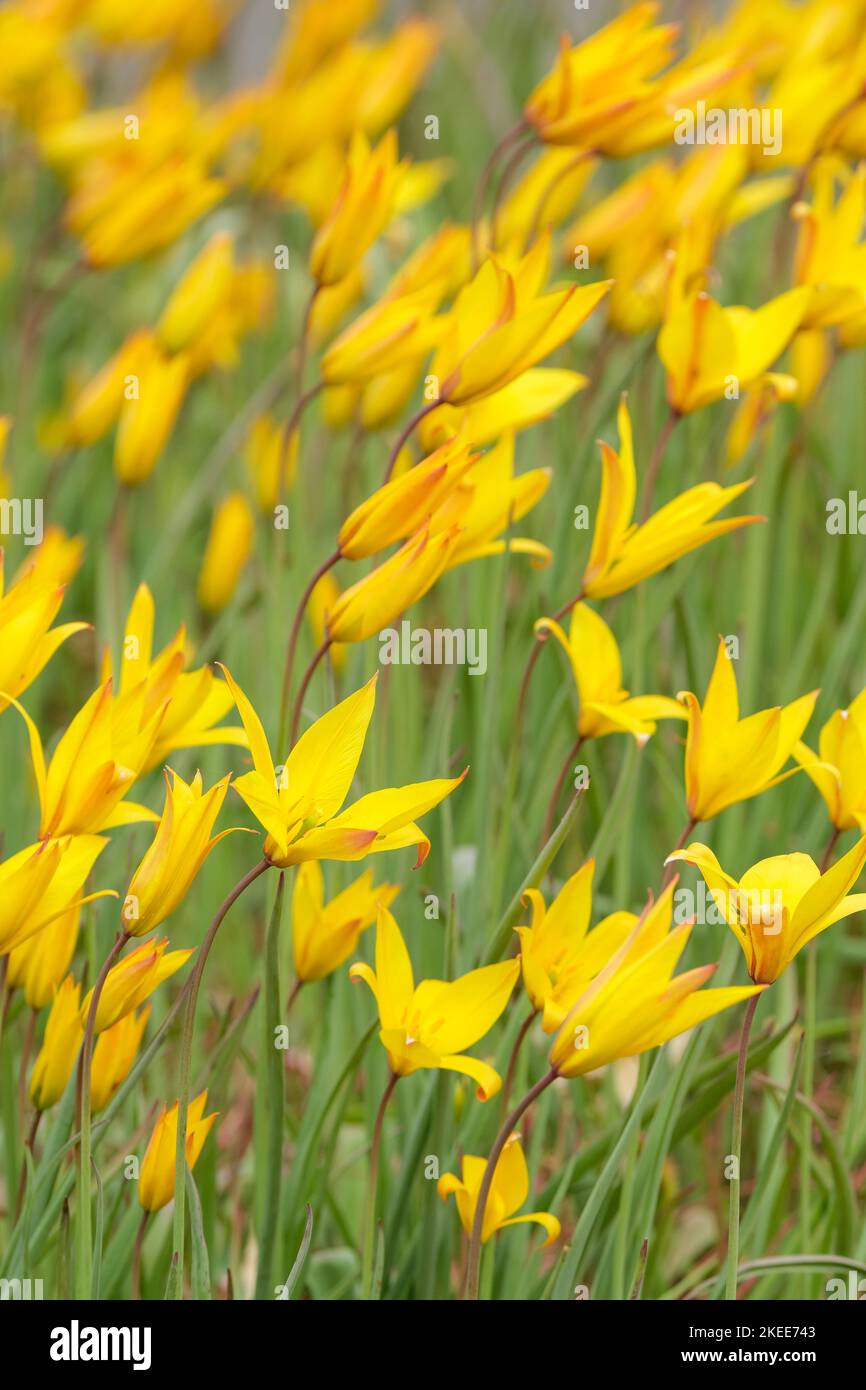 Tulipa sylvestris subsp. australis, wild tulip or woodland tulip Stock ...
