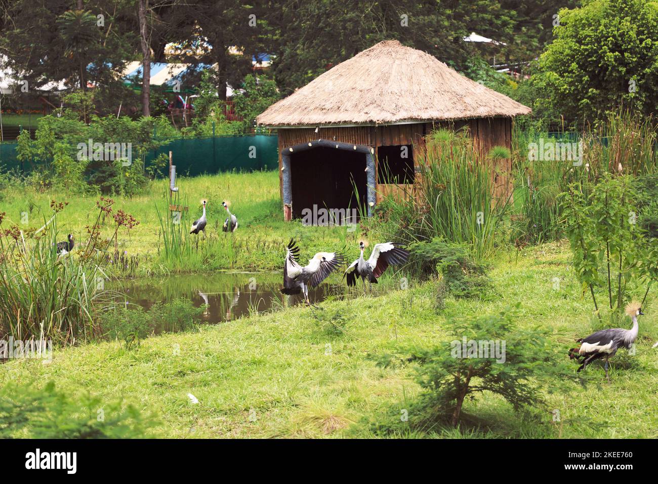 Kigali, Rwanda. 11th Nov, 2022. Grey crowned cranes are seen at ...