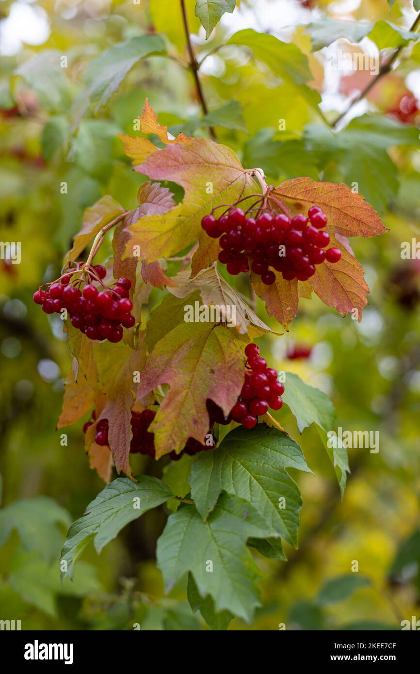 Background from beautiful red fruits of viburnum vulgaris. Red viburnum ...