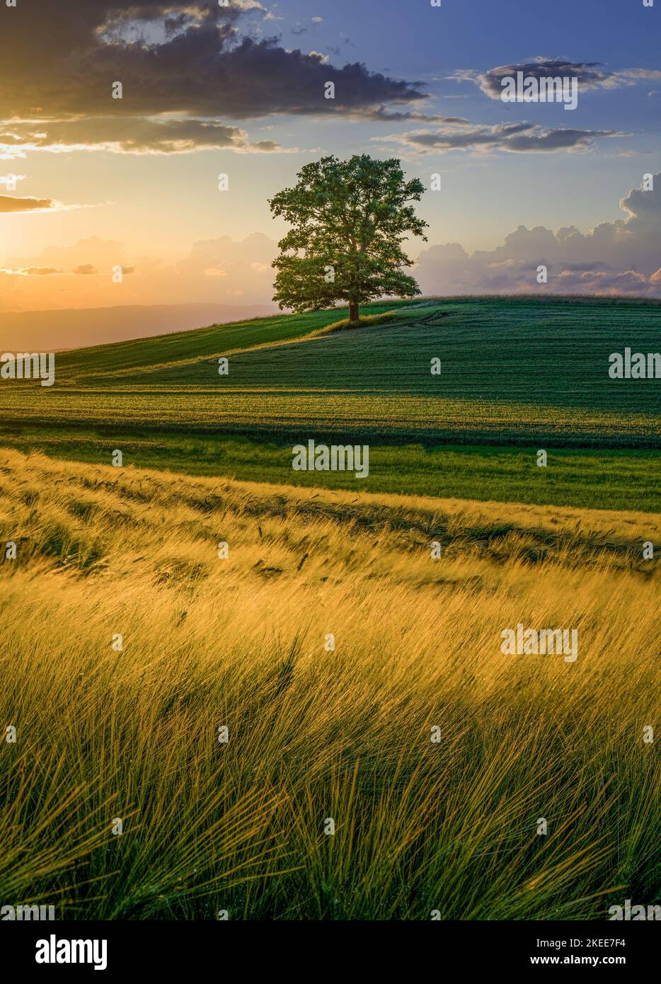 A landscape of grass fields and green plains and a tree under sunset ...