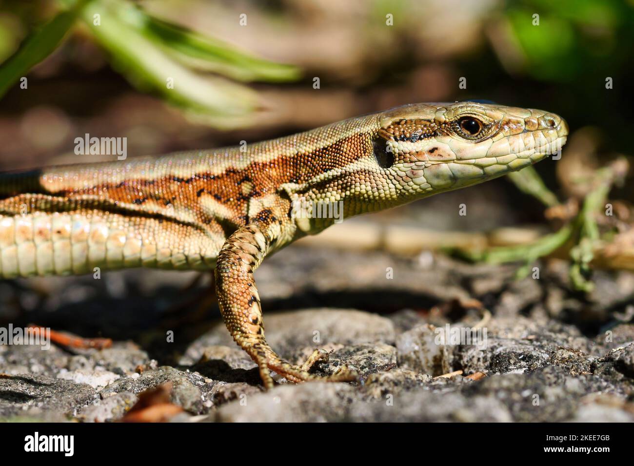 A closeup side view of an alert Common wall lizard on a rock looking ...