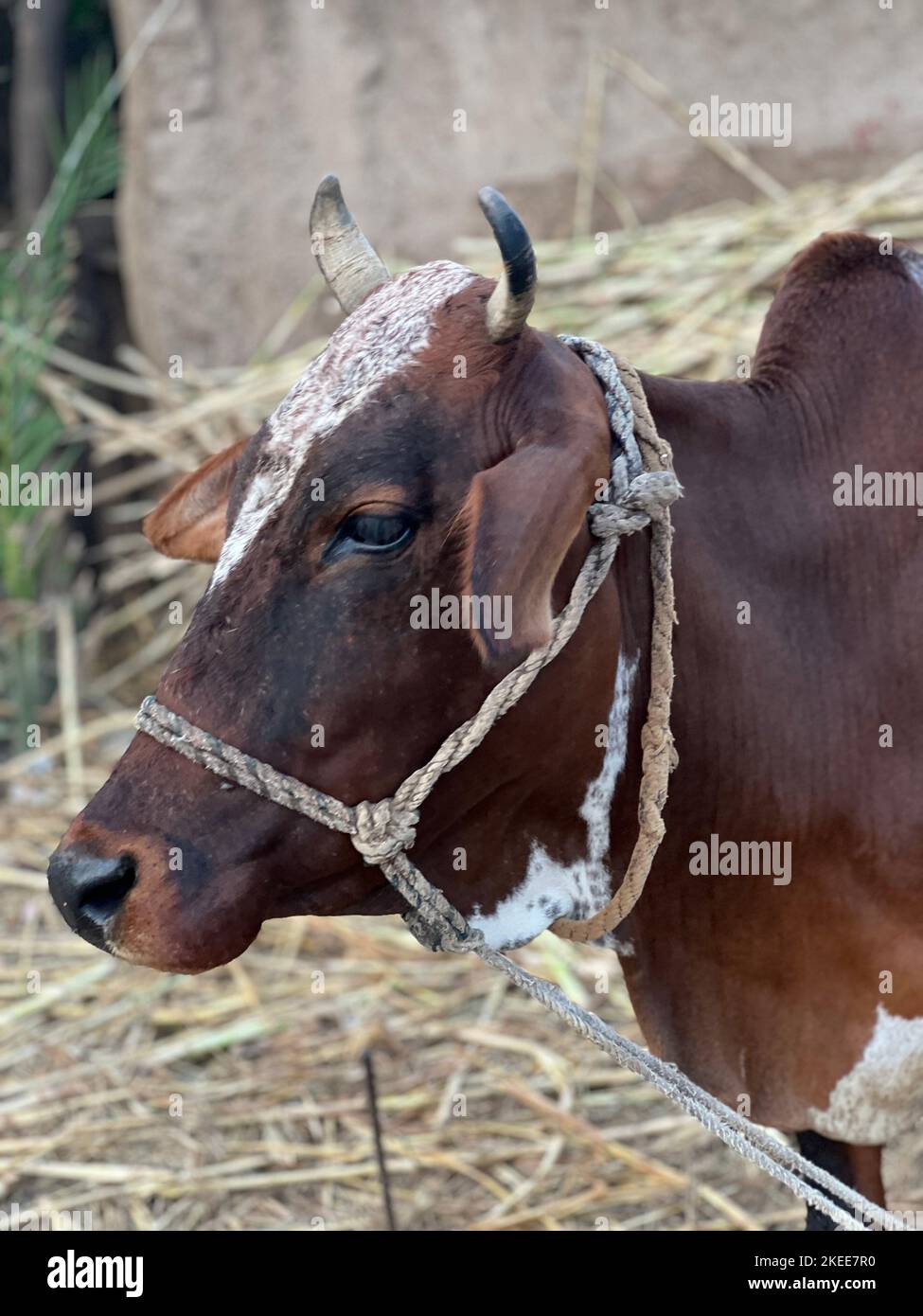 Portrait of a cow Stock Photo - Alamy
