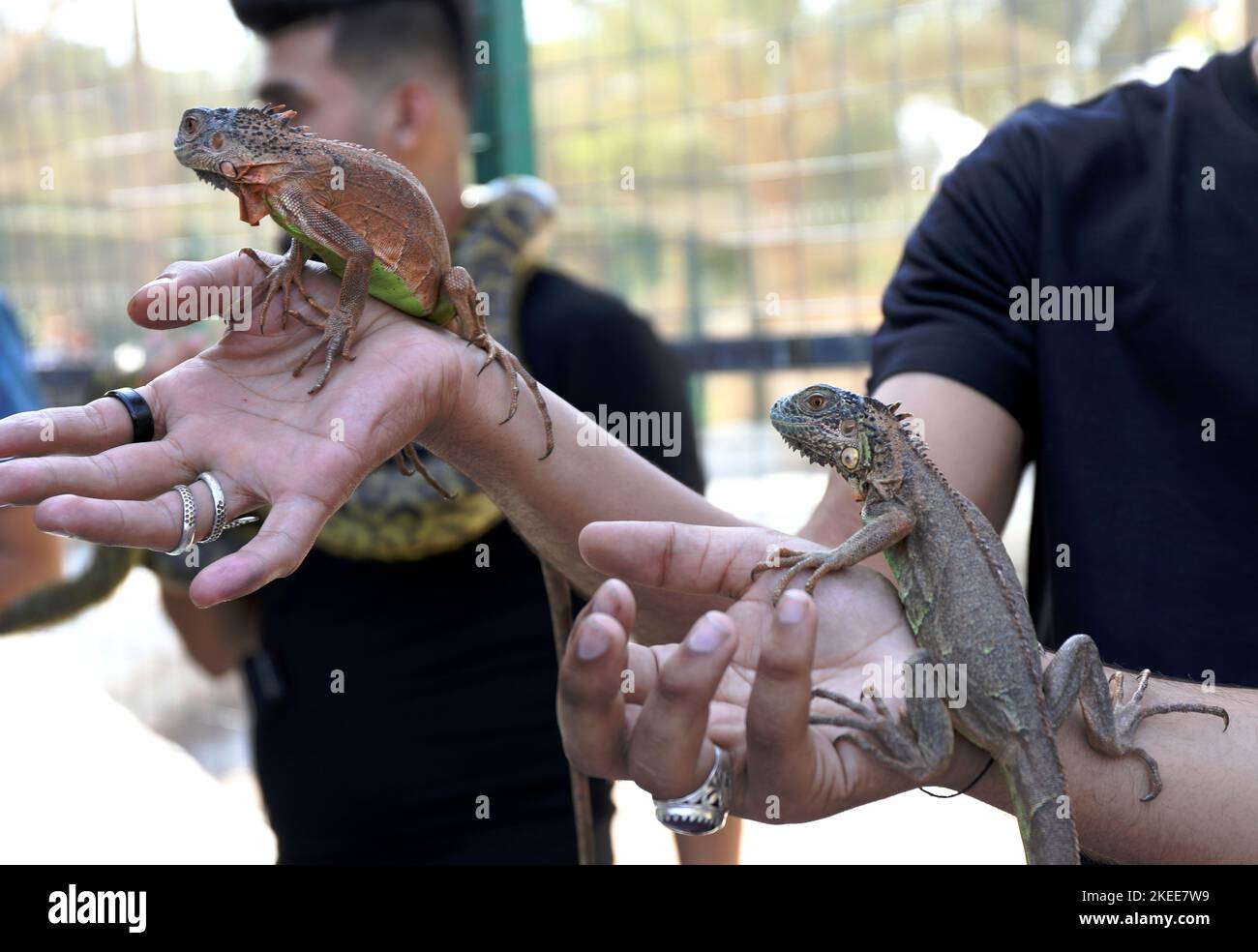 Reptile lovers hi-res stock photography and images - Alamy