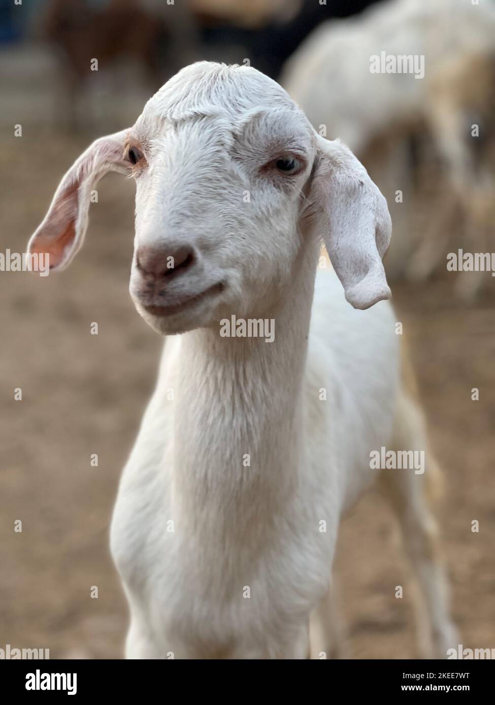 Cute baby goat sitting on a green meadow Stock Photo - Alamy