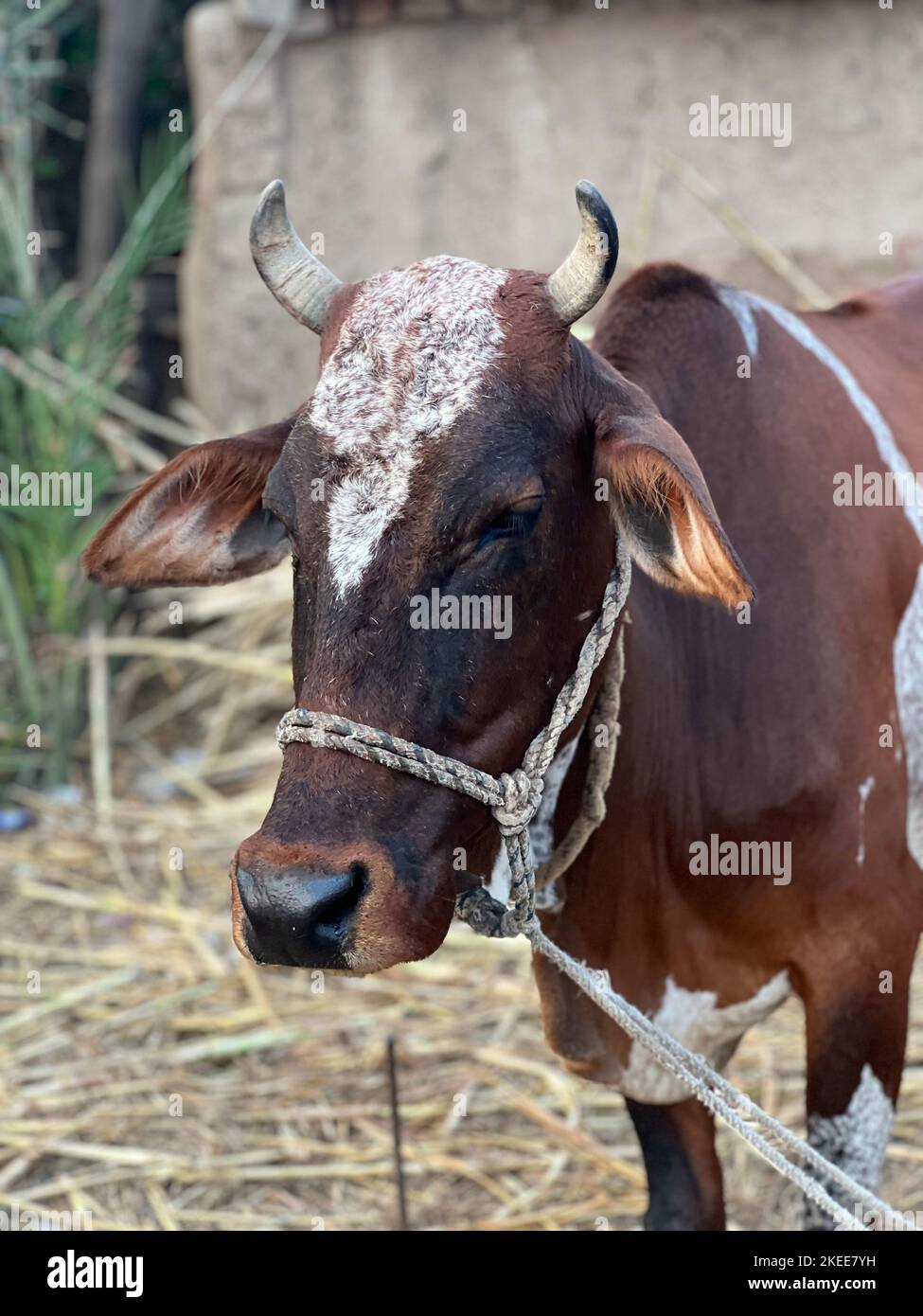 Blue tongue cow hi-res stock photography and images - Alamy