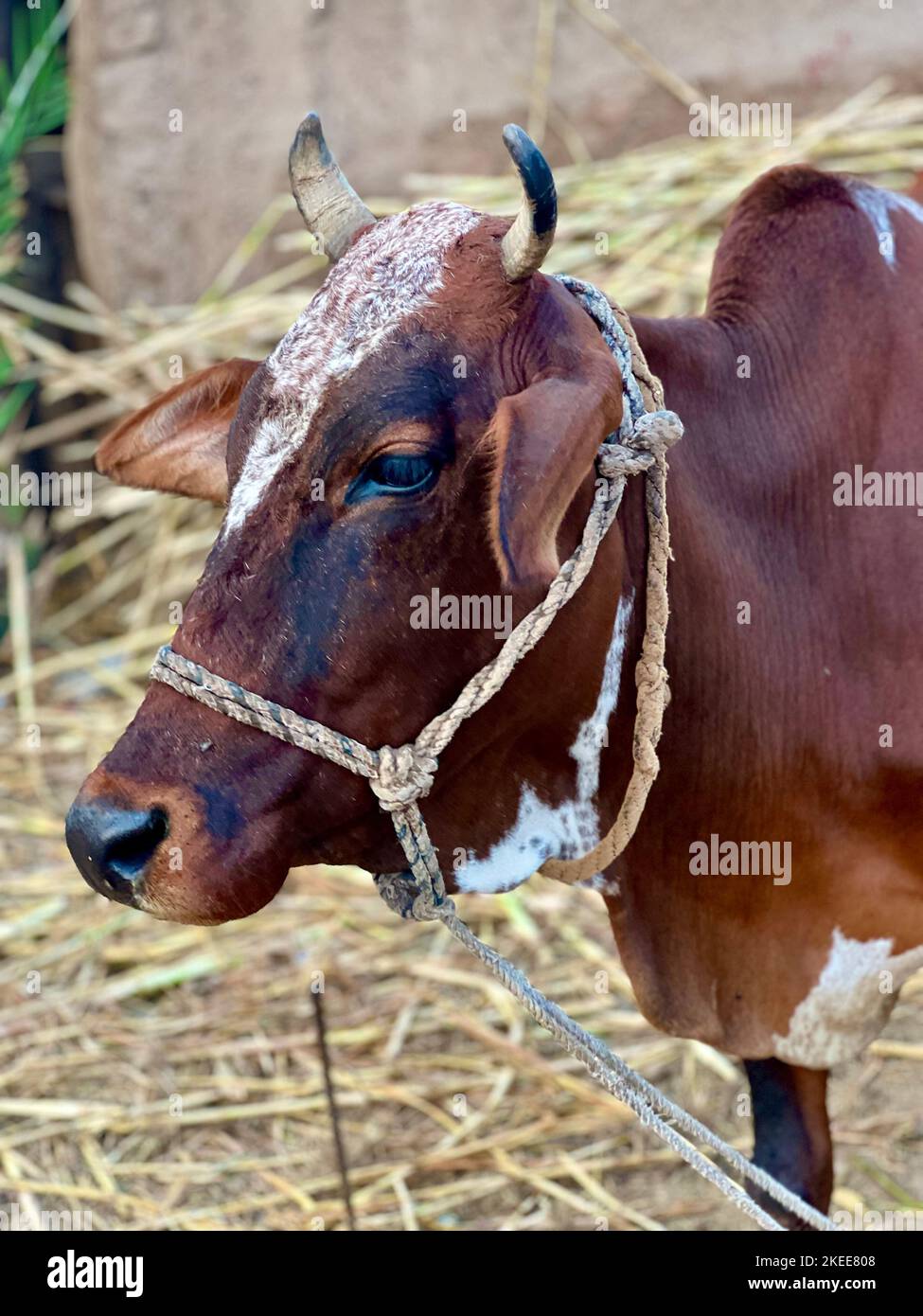 Blue tongue cow hi-res stock photography and images - Alamy