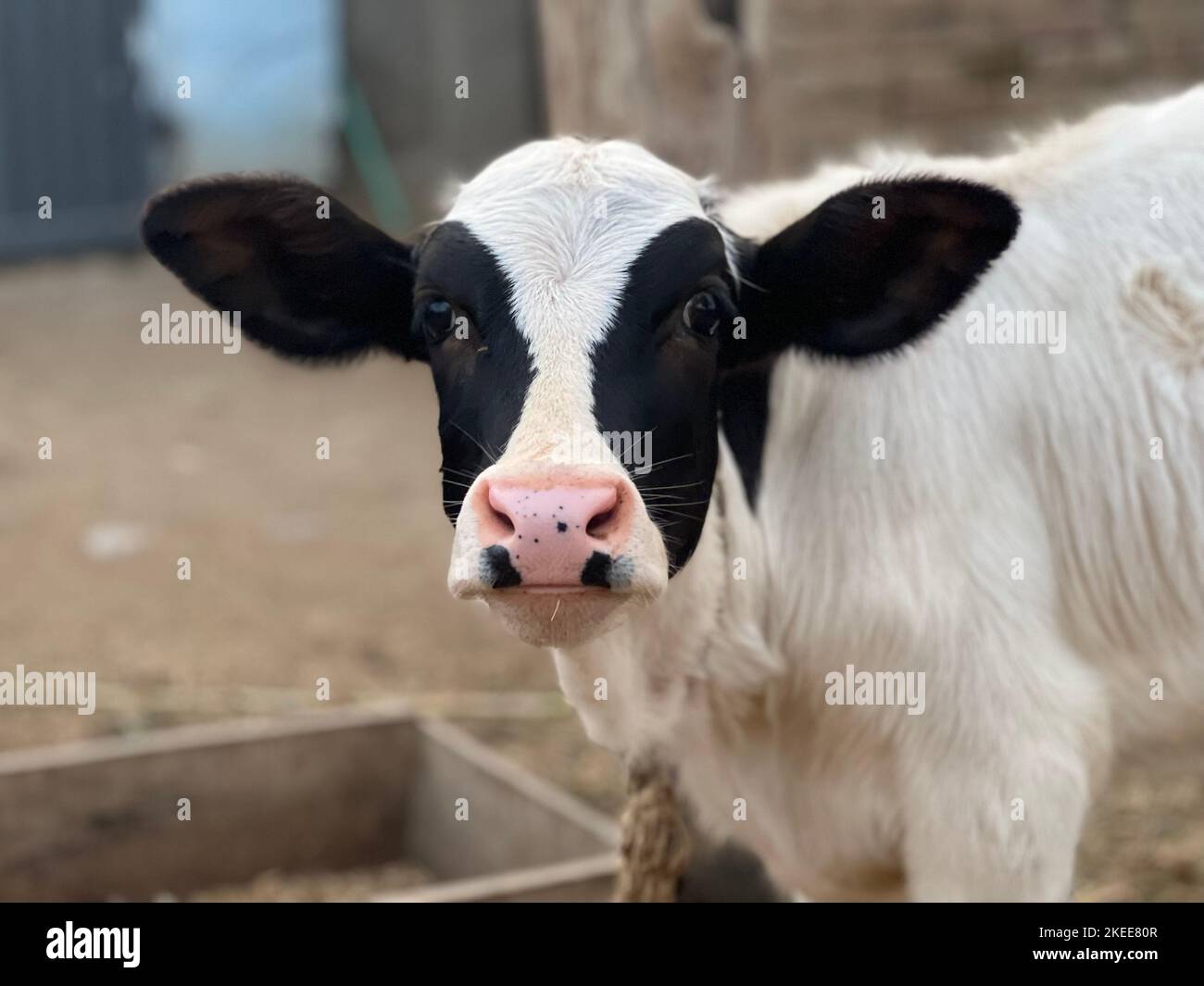Holstein cow newborn calf hi-res stock photography and images - Alamy