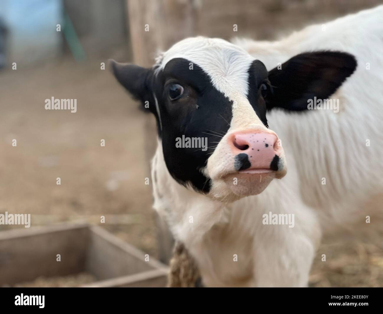 Baby Cow Just Born at Harold Herron blog