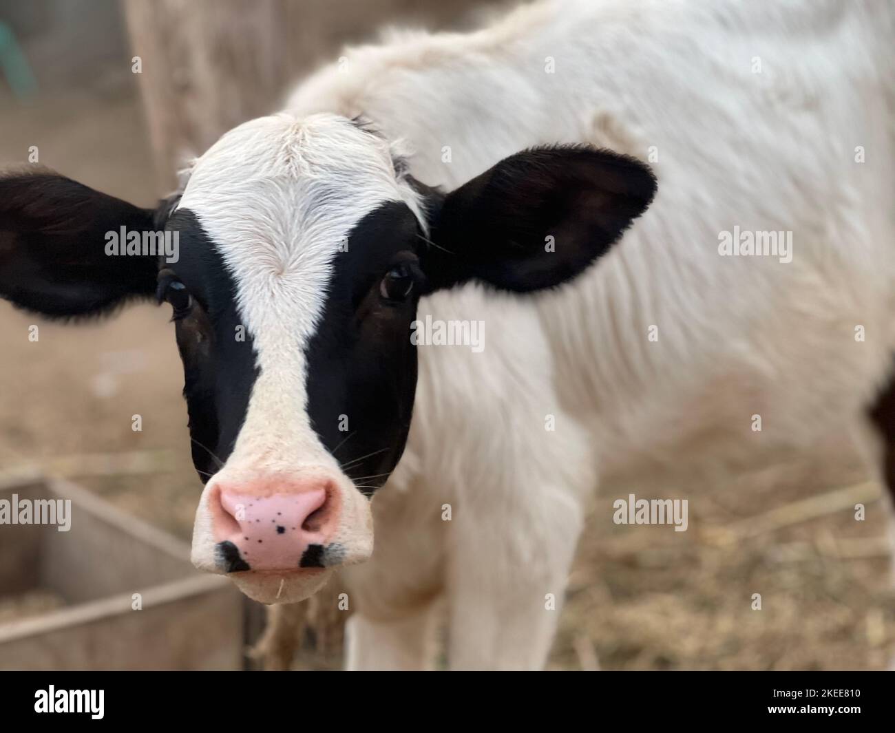 Young new born calf baby of a cow Stock Photo - Alamy