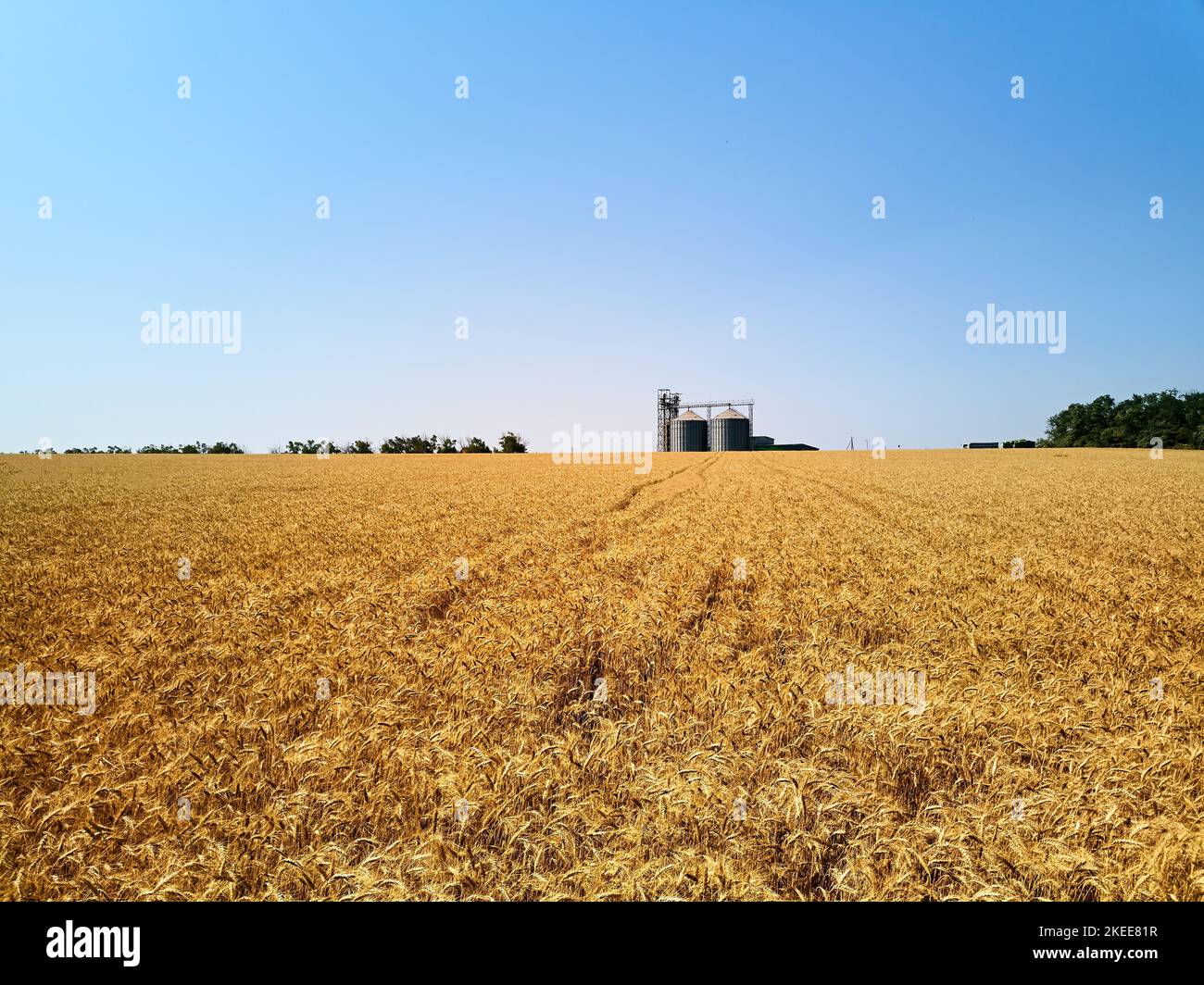 Aerial of grain elevator in front of wheat field. Drone camera above flour or oil mill plant ...