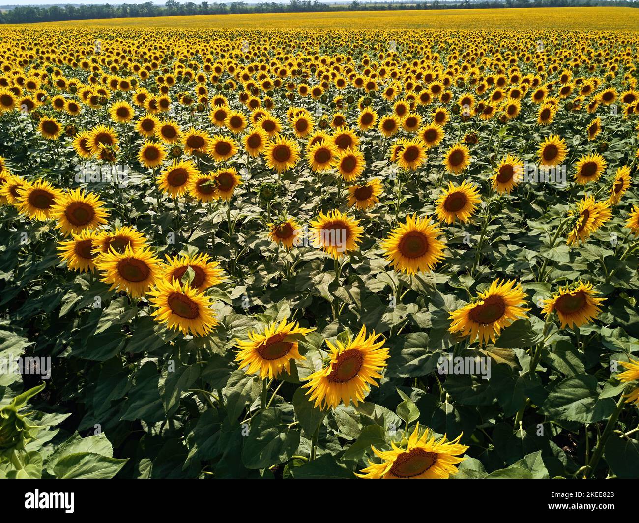 Aerial of sunflowers field. Drone flight over blooming sunflower field ...