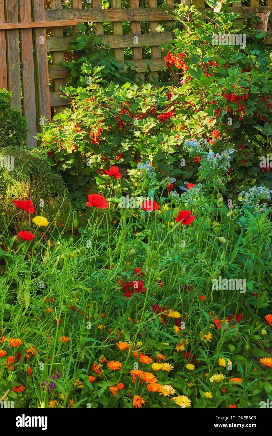 Late summer flower bed hi-res stock photography and images - Alamy