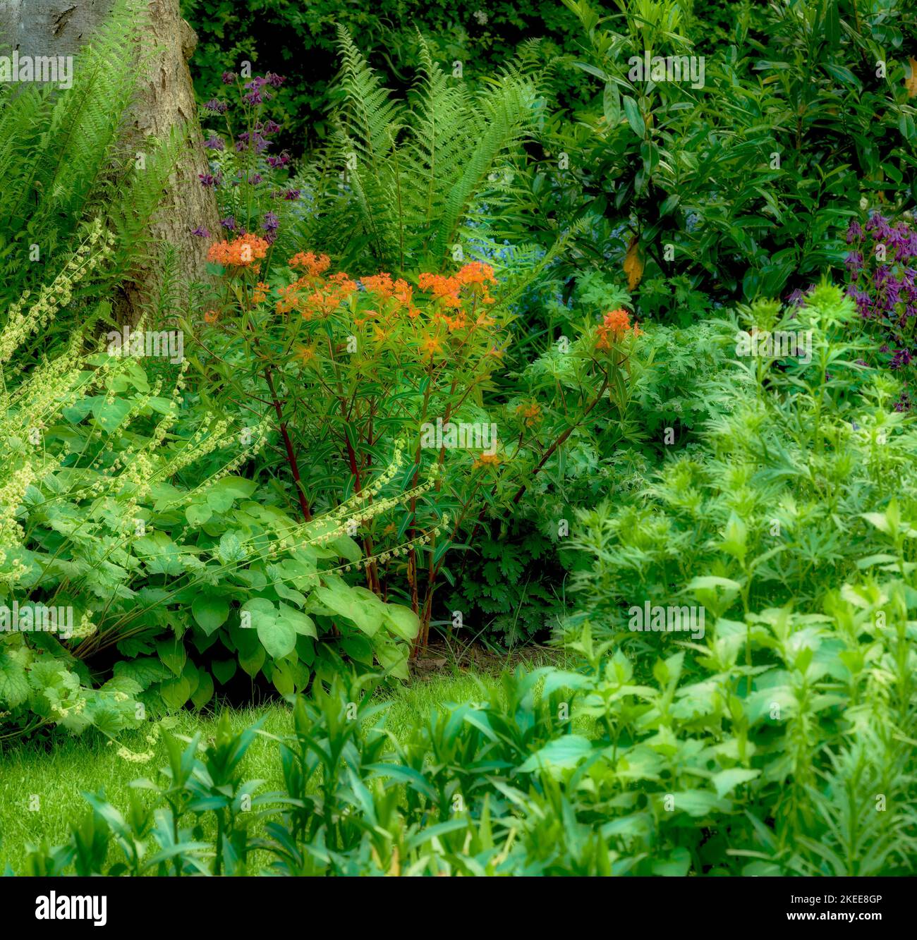 My beautiful garden in the month of June. My green, green garden ...